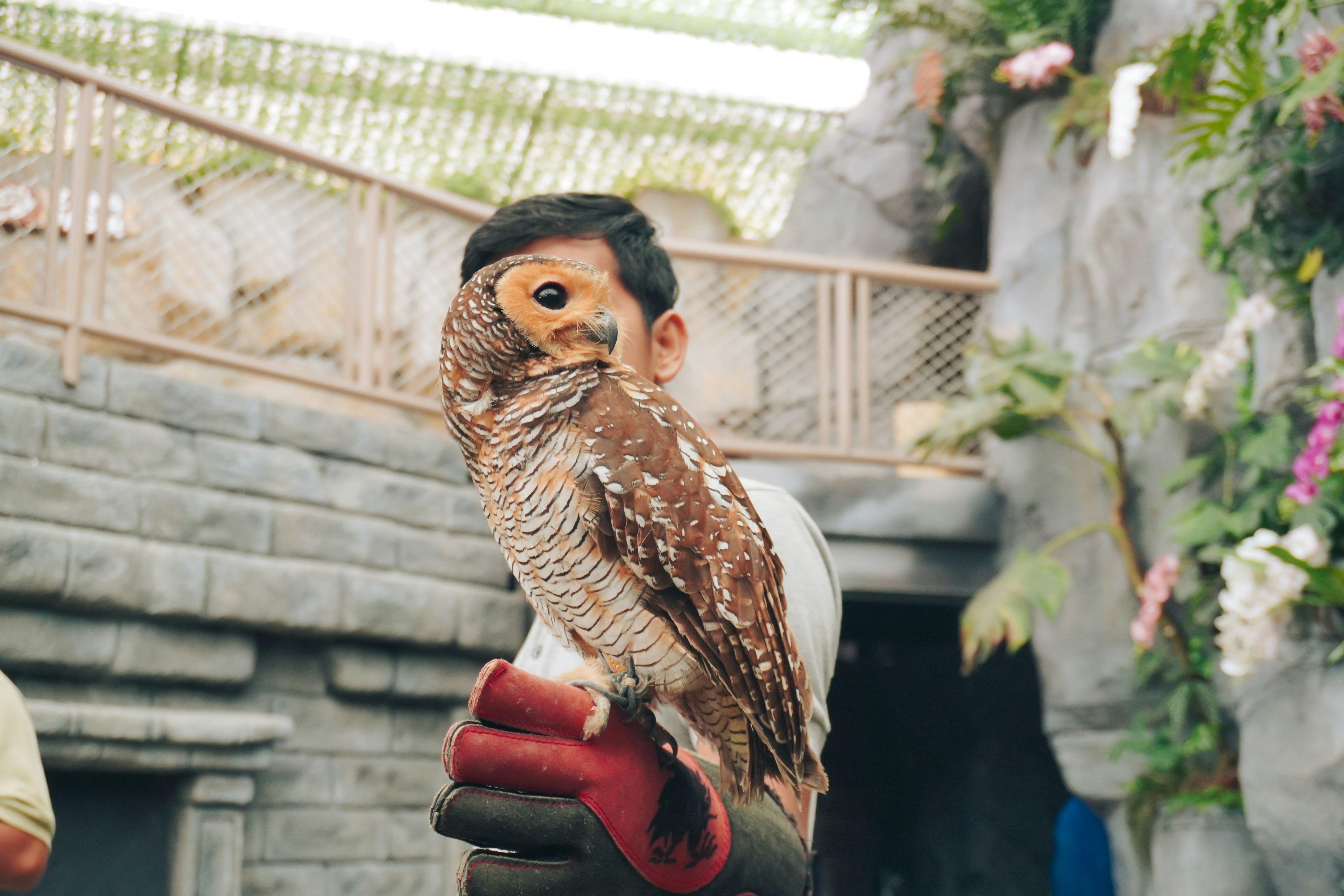 A Feathered Companion: The Enigmatic Owl Encounter