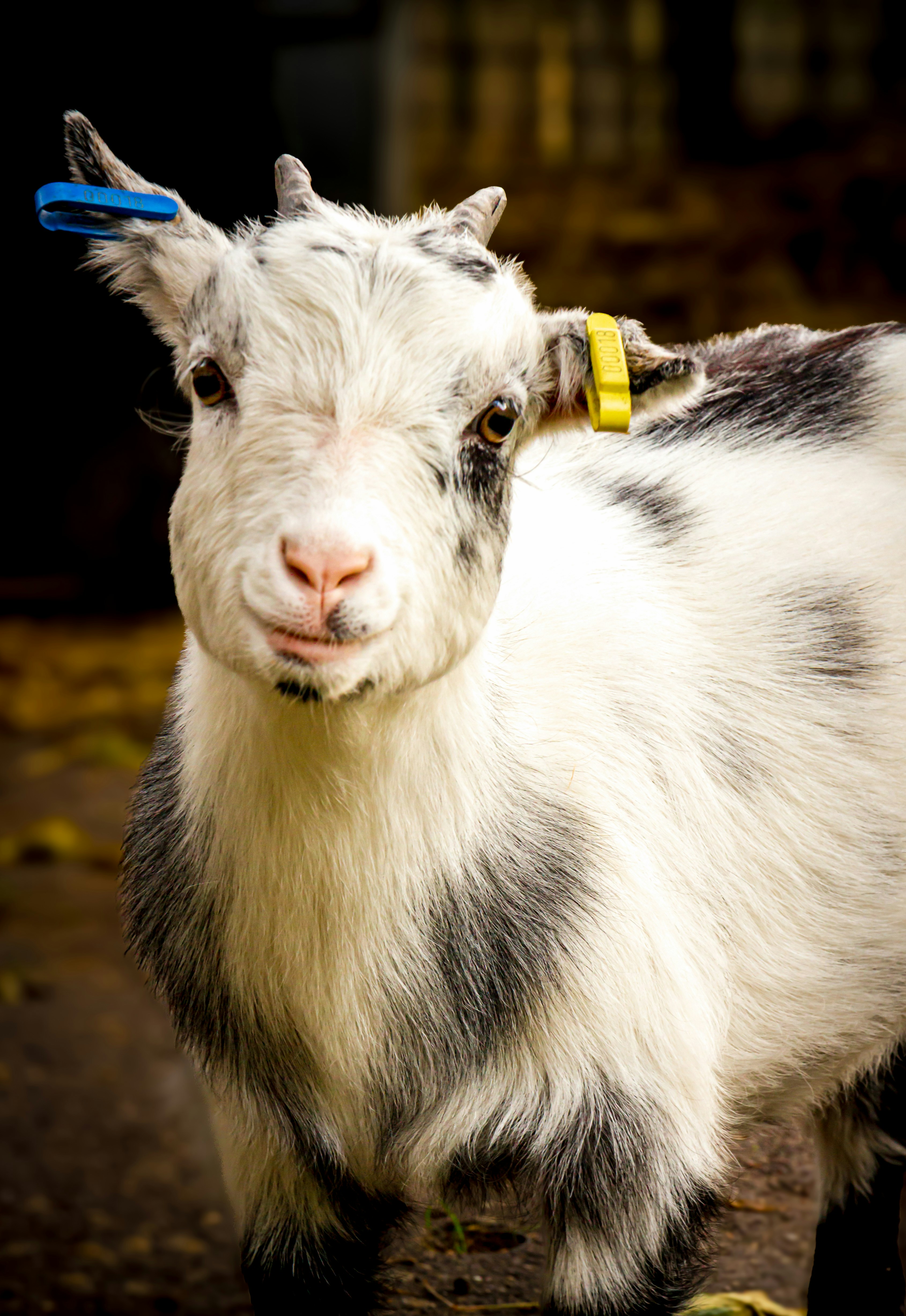 A young goat with white and gray markings.