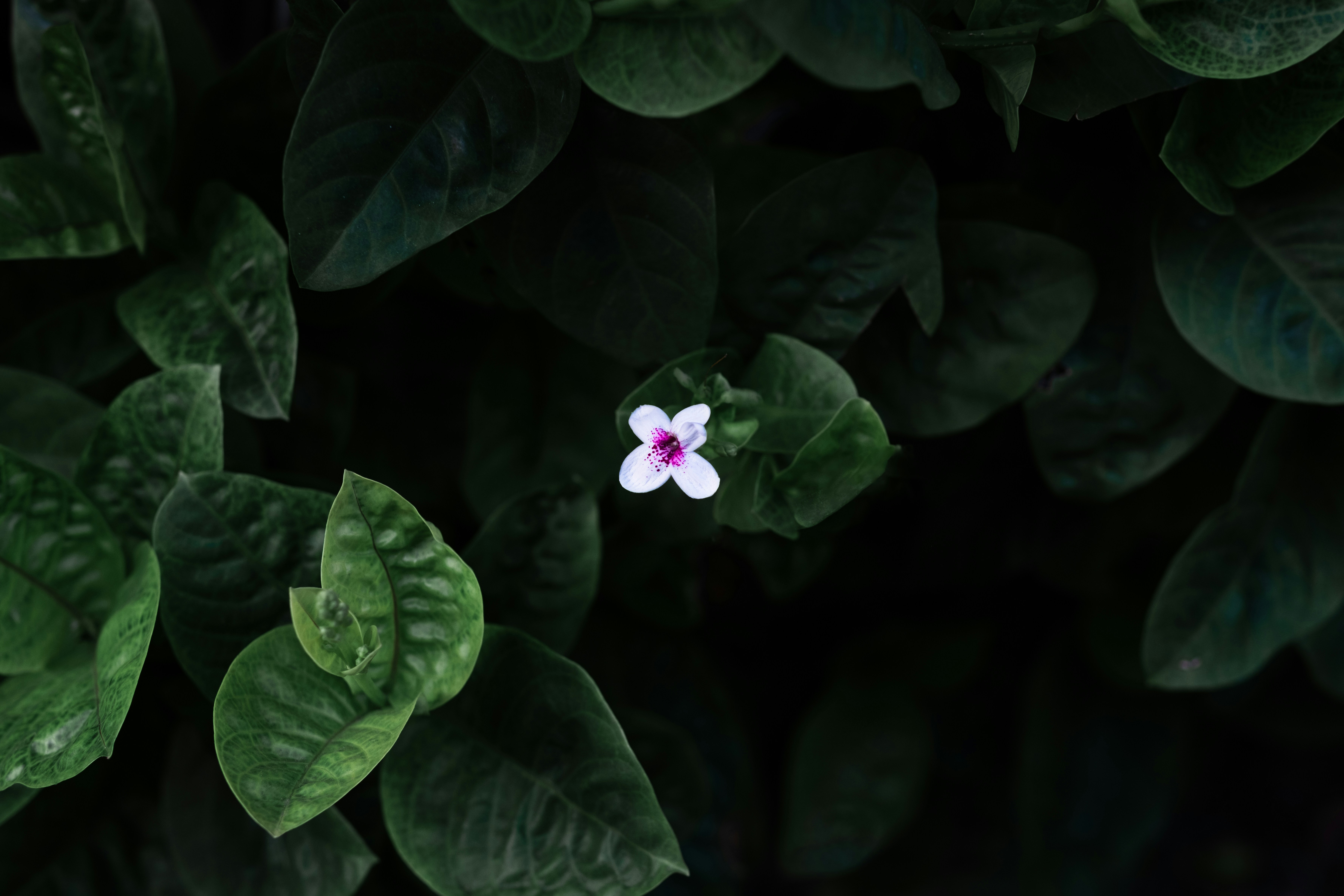 A single small pink flower amidst dark green leaves.