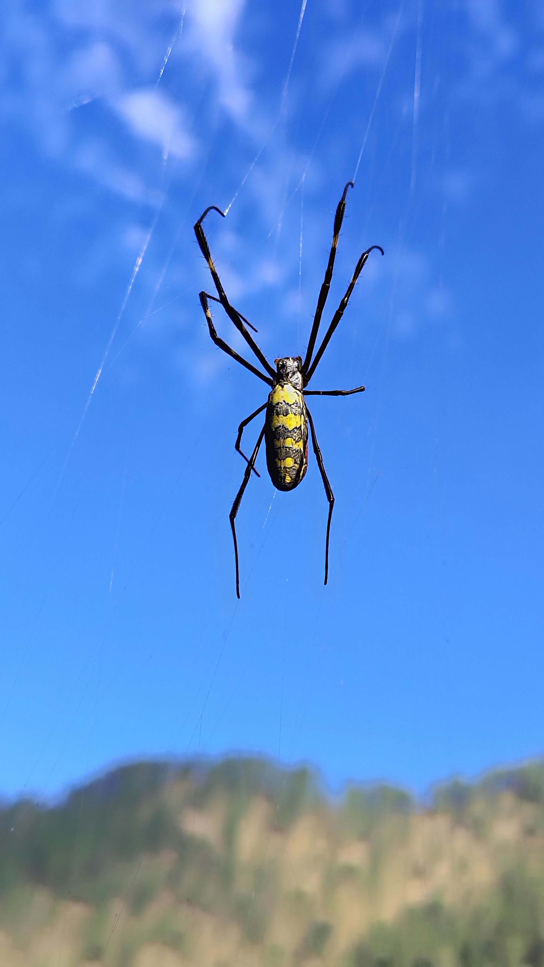 A large spider hangs on its web against blue sky.