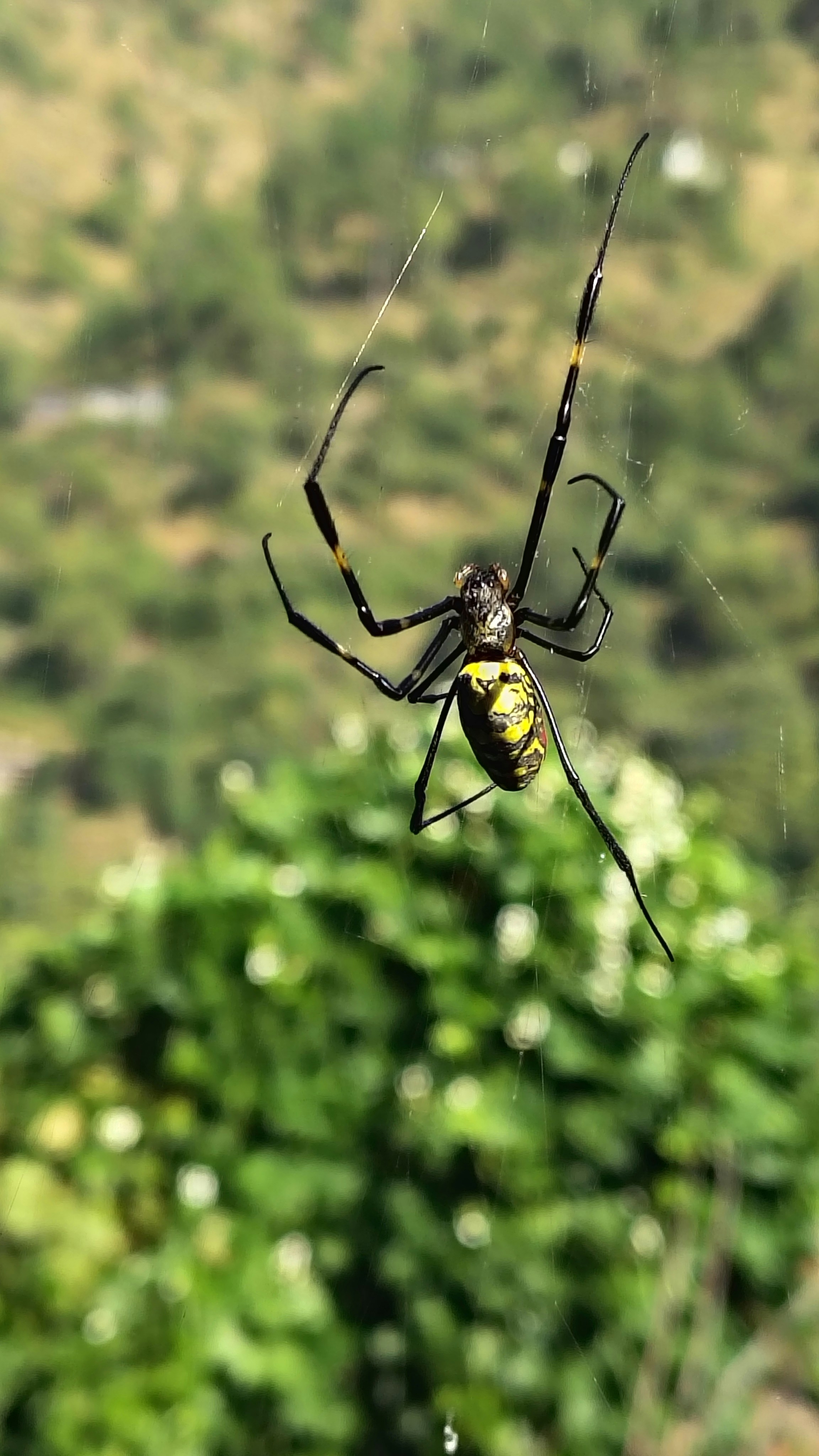 Close-up of a spider suspended in its web, showcasing intricate details against a blurred green background.