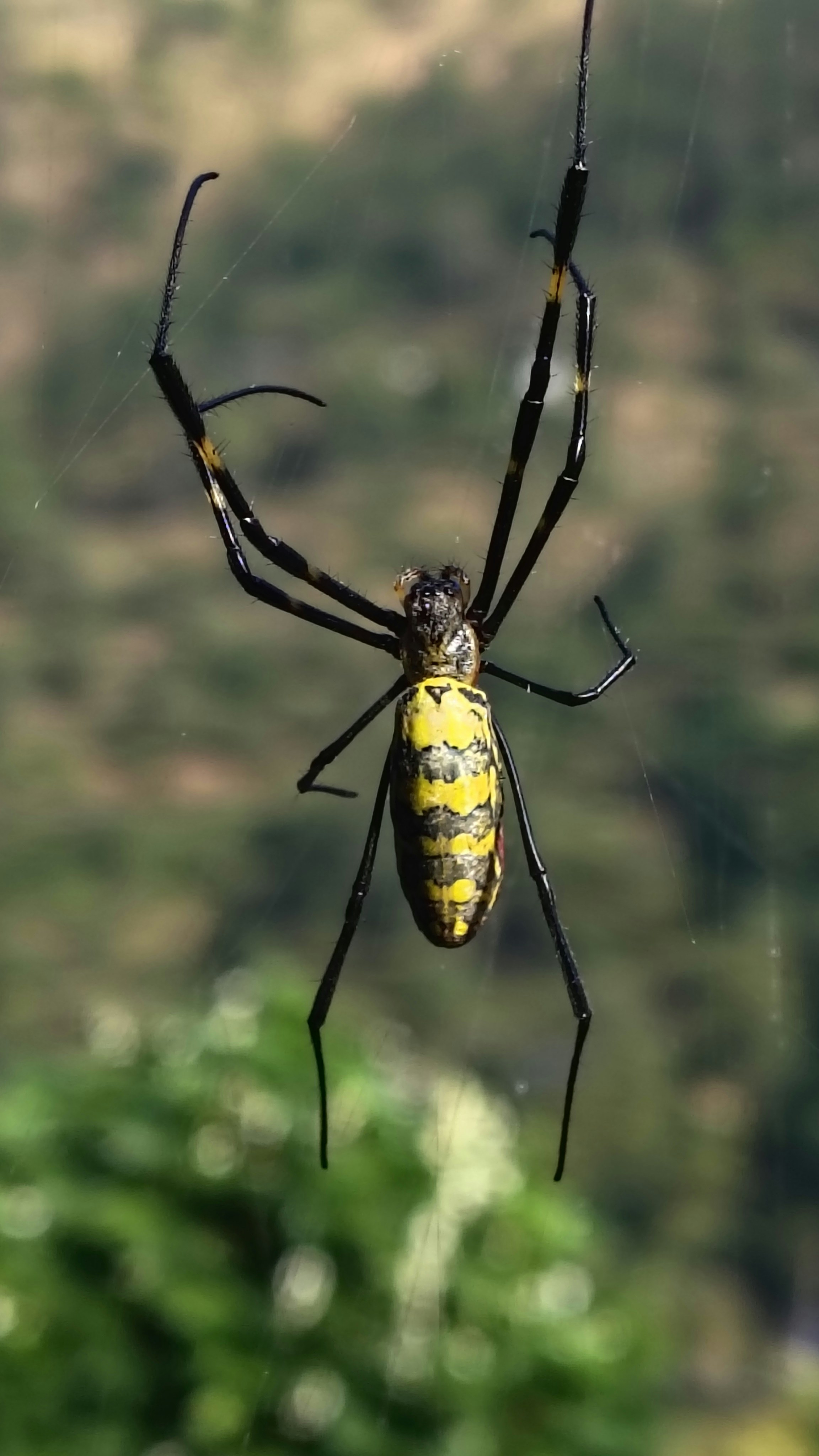 A large yellow and black spider hanging on a web.