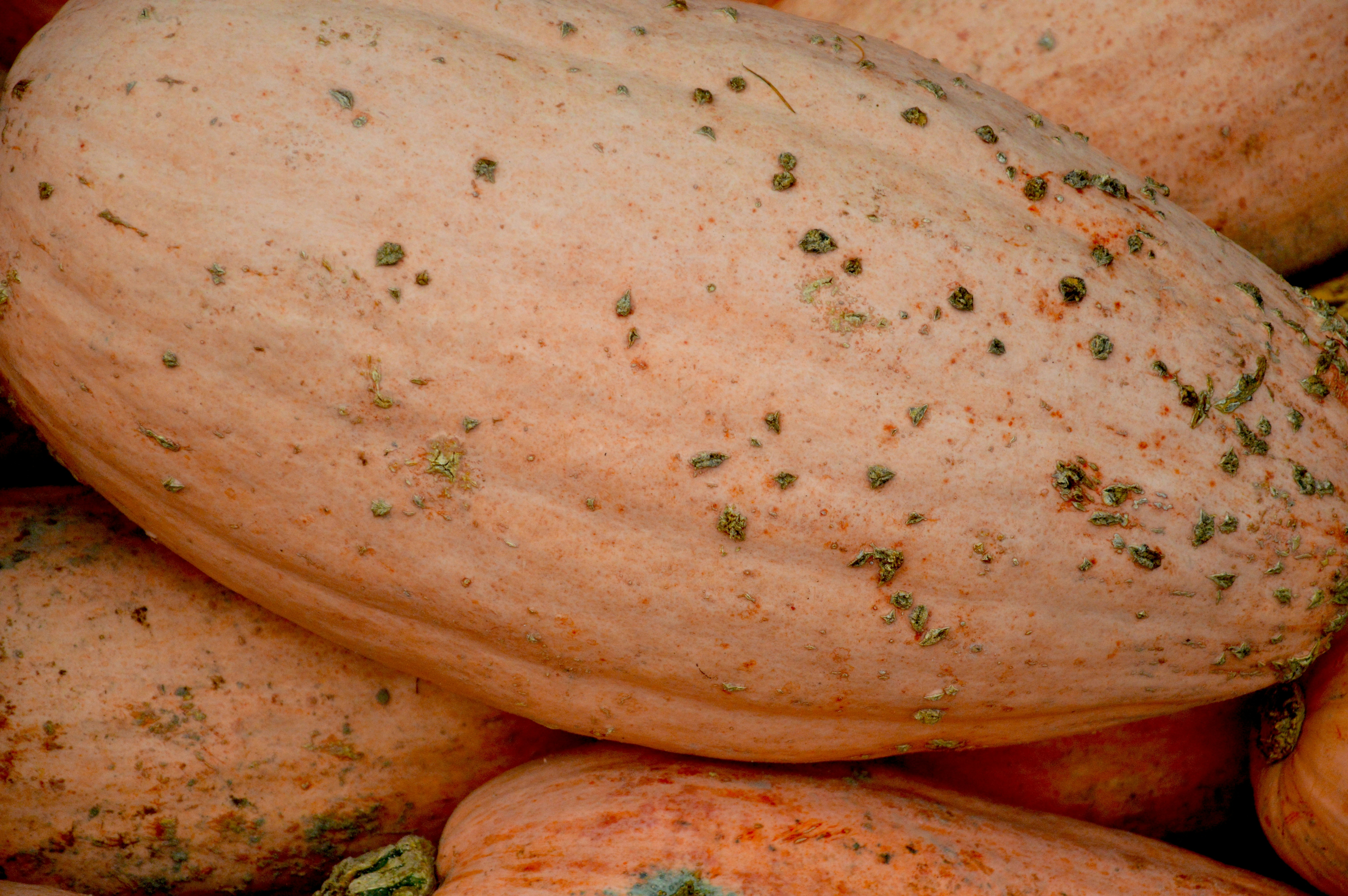 Harvest Hues: The Subtle Beauty of Seasonal Squash