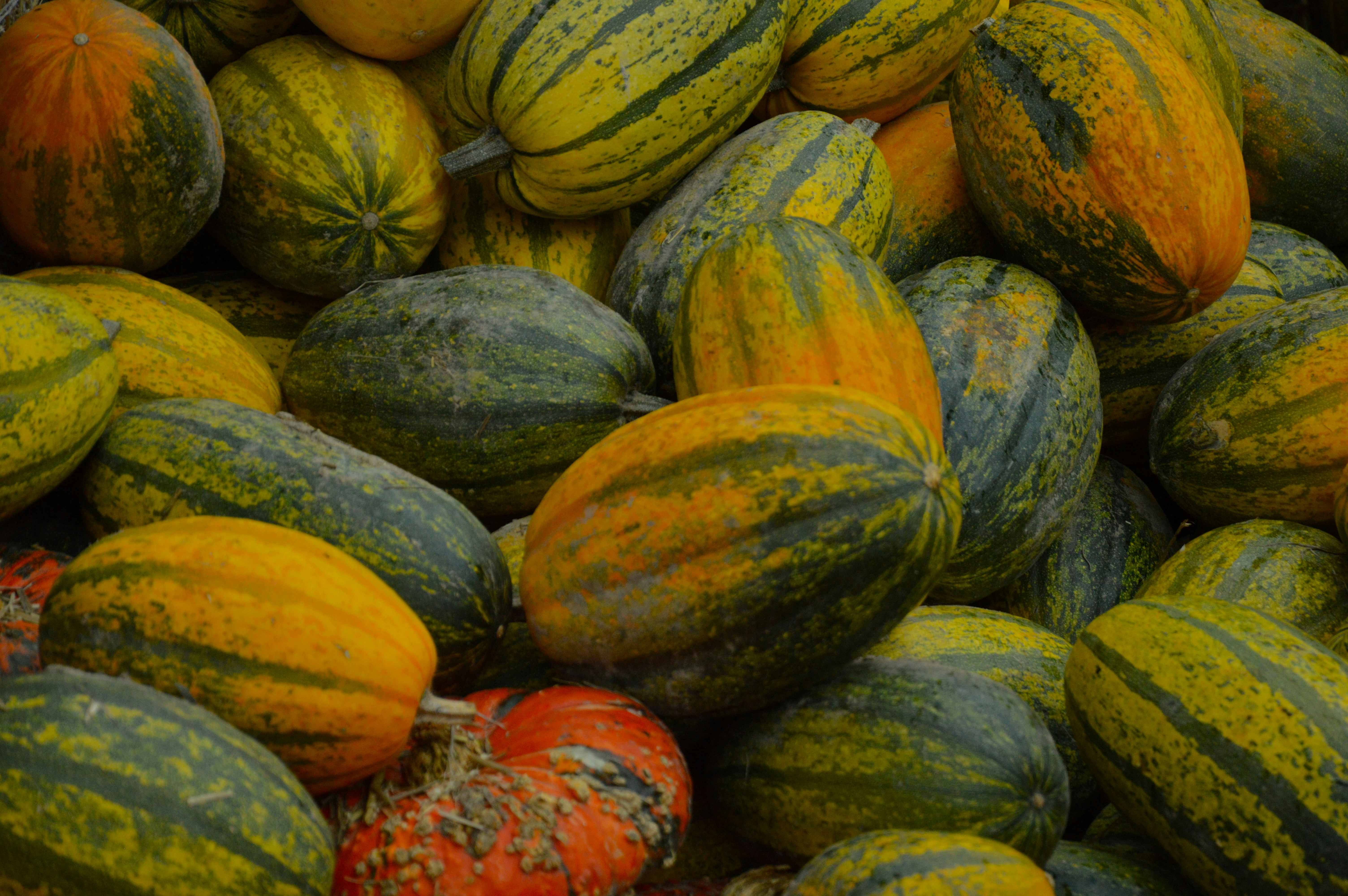 Pile of colorful striped gourds and pumpkins