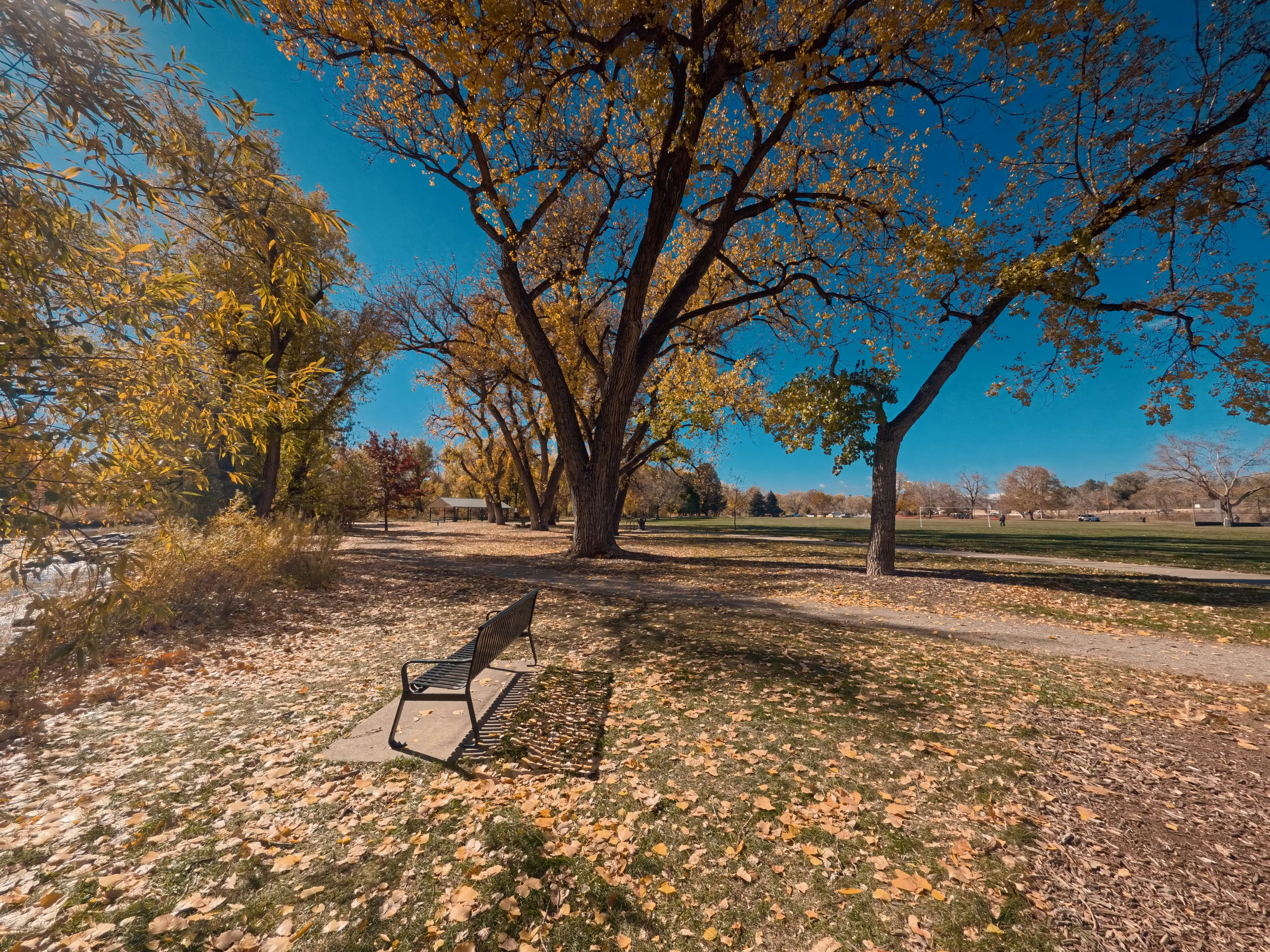Autumn Quiet: A Park Bench Beneath A Lively Canopy