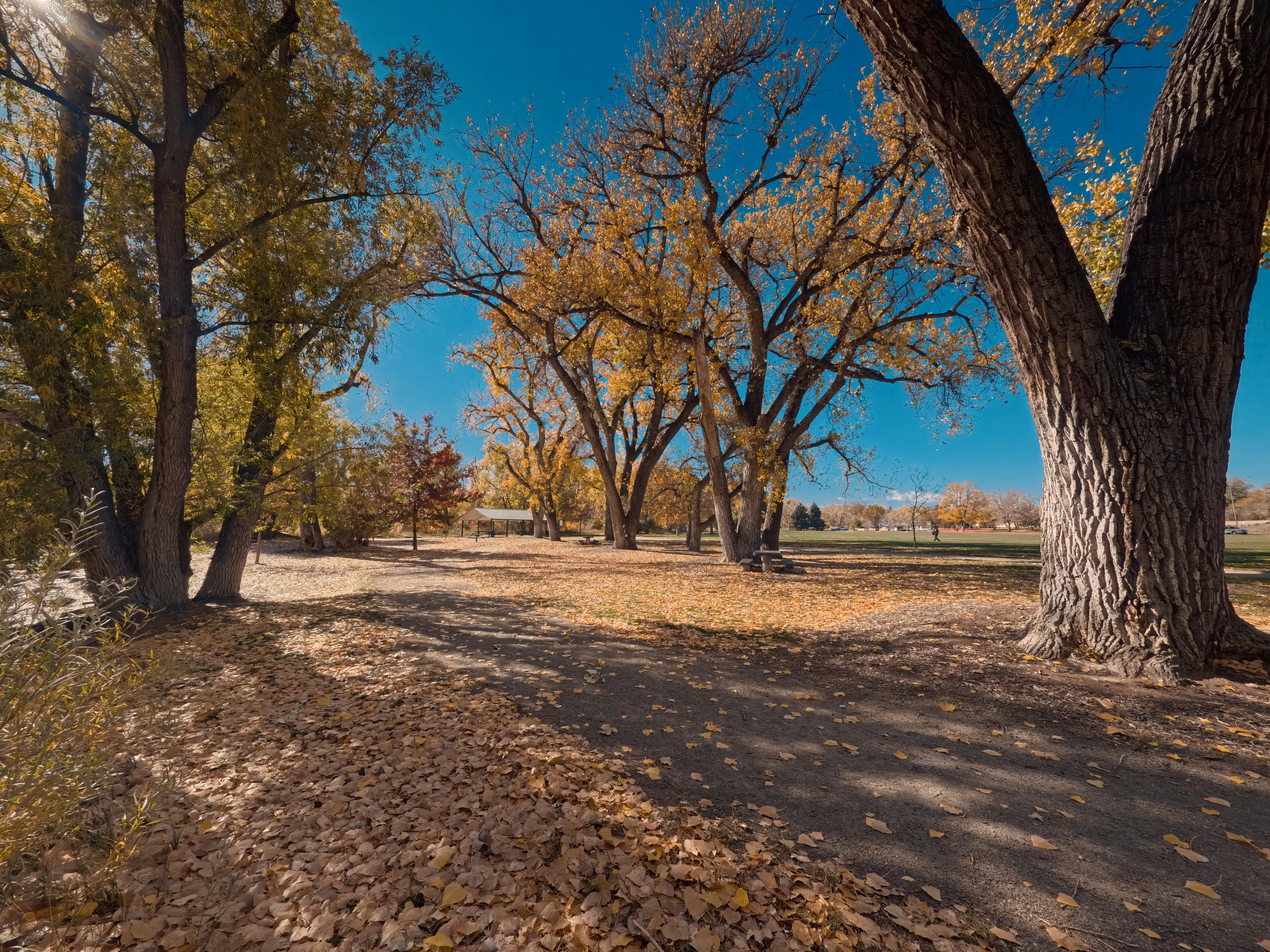 Golden leaves blanket the ground beneath towering trees in a serene park setting. The clear blue sky enhances the tranquil atmosphere.