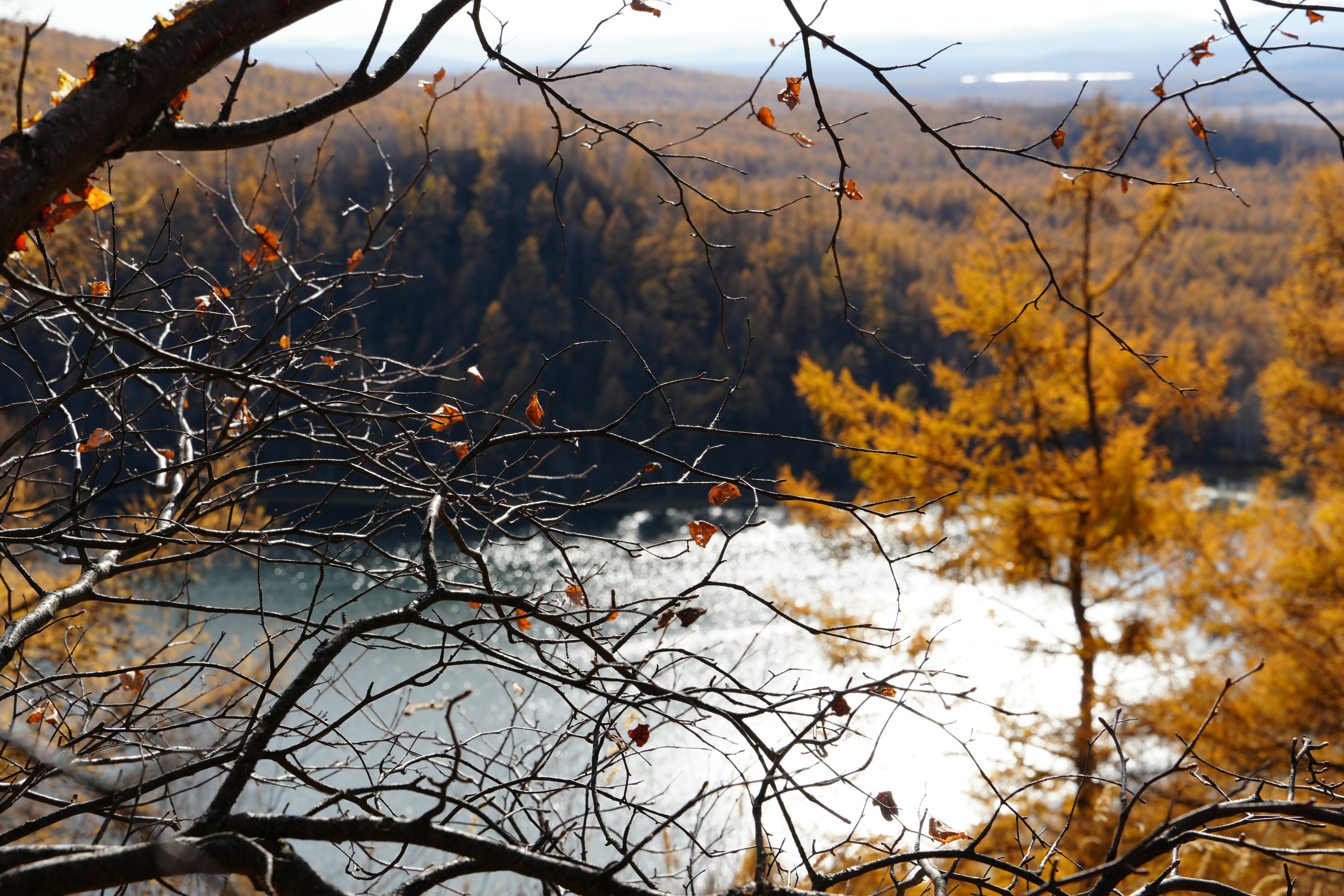 Framed in Gold: Autumn River Glow Through Bare Branches