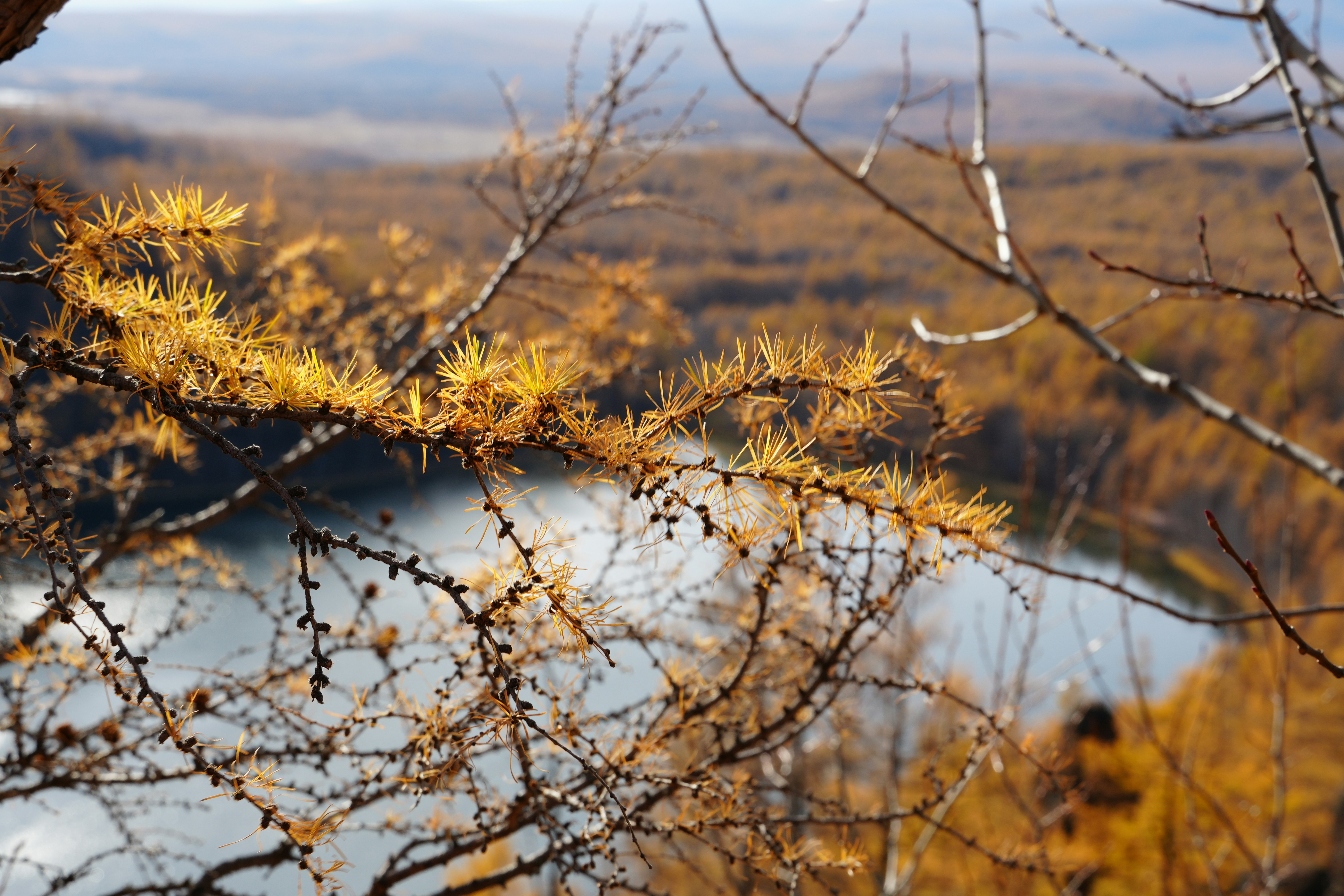 Autumn's Embrace: A Branch's Golden Touch