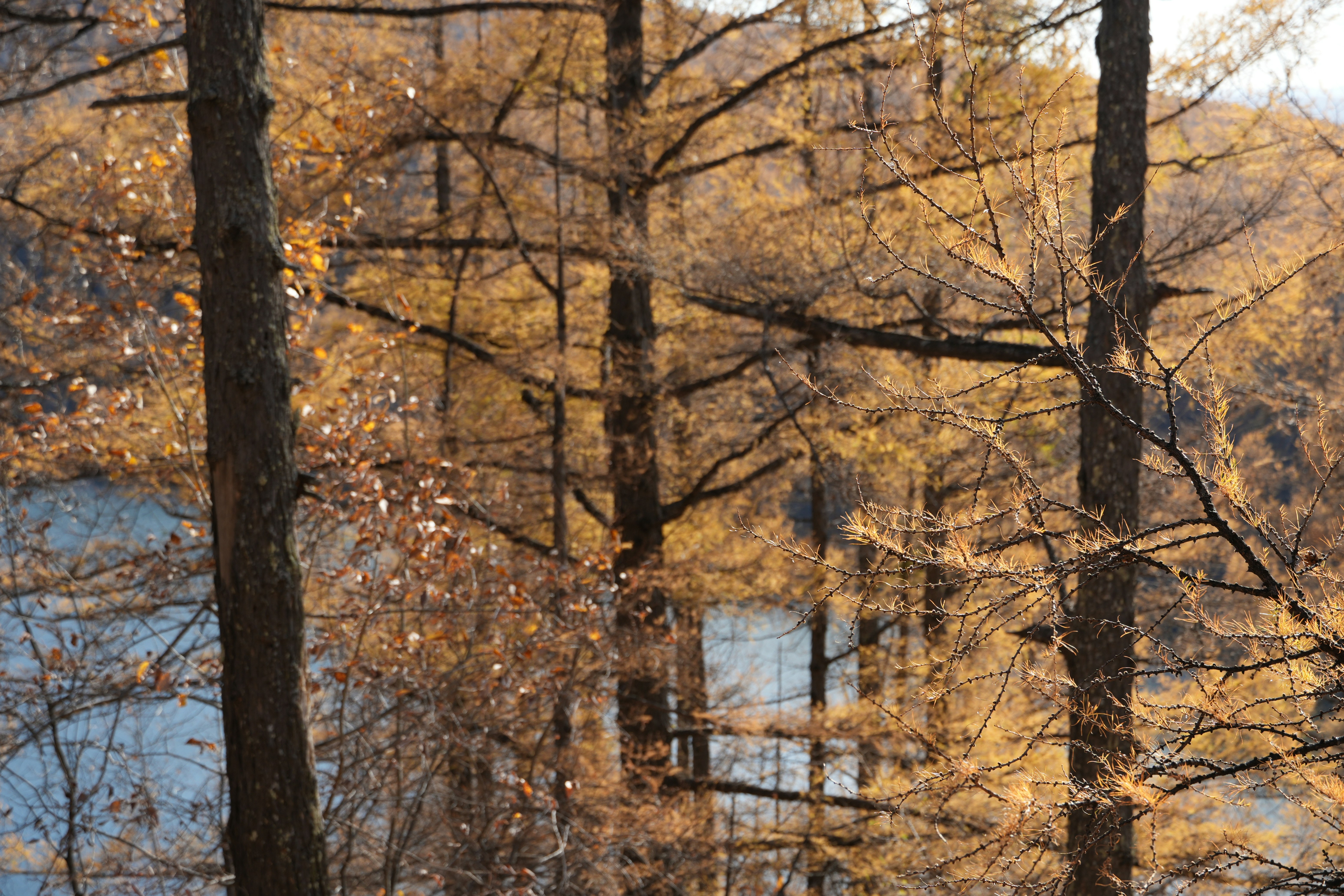 Whispers of Autumn: A Forest's Embrace