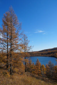 Golden Pines Framing a Serene Alpine Lake under a Cerulean Sky