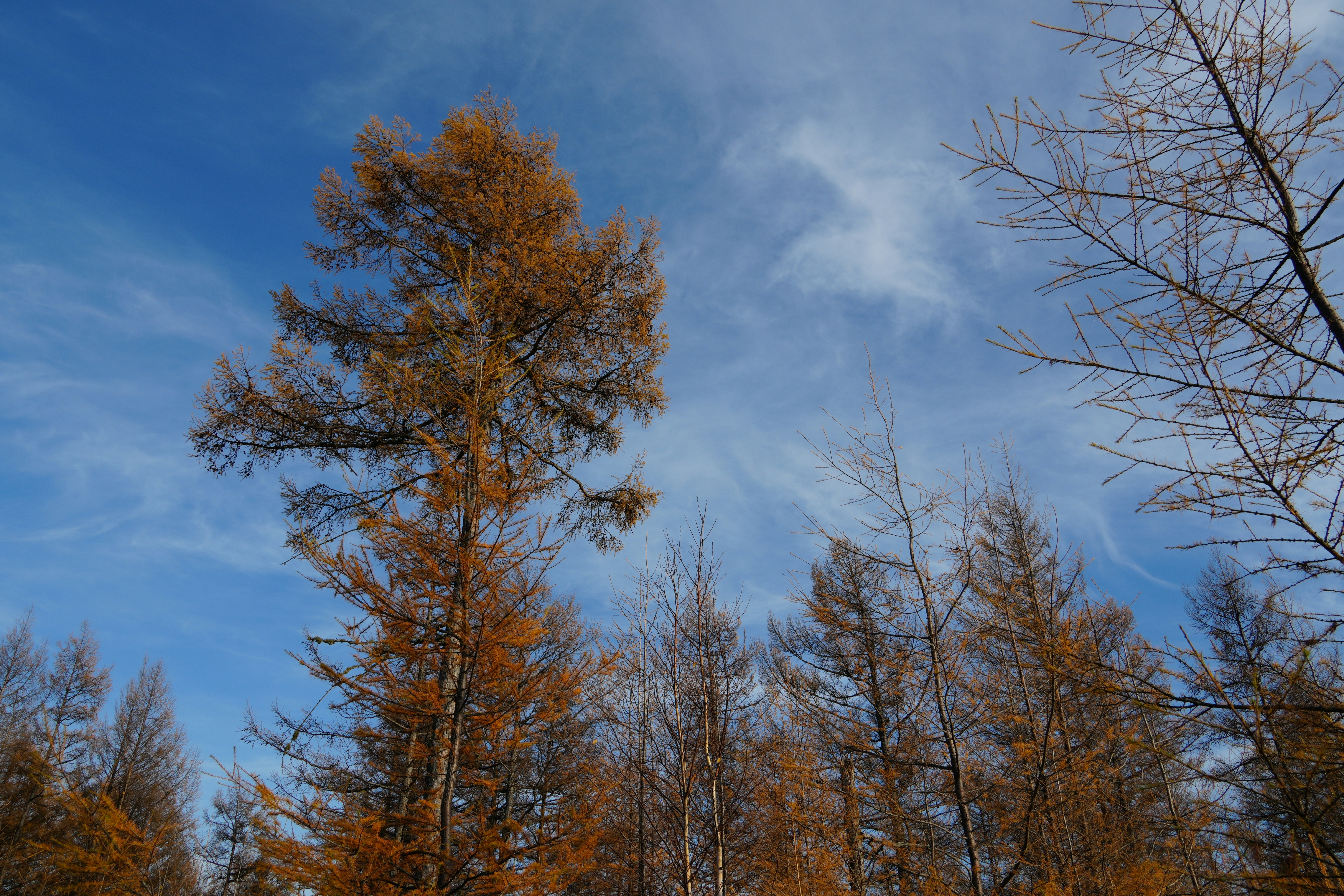 Whispers of Autumn: A Golden Canopy