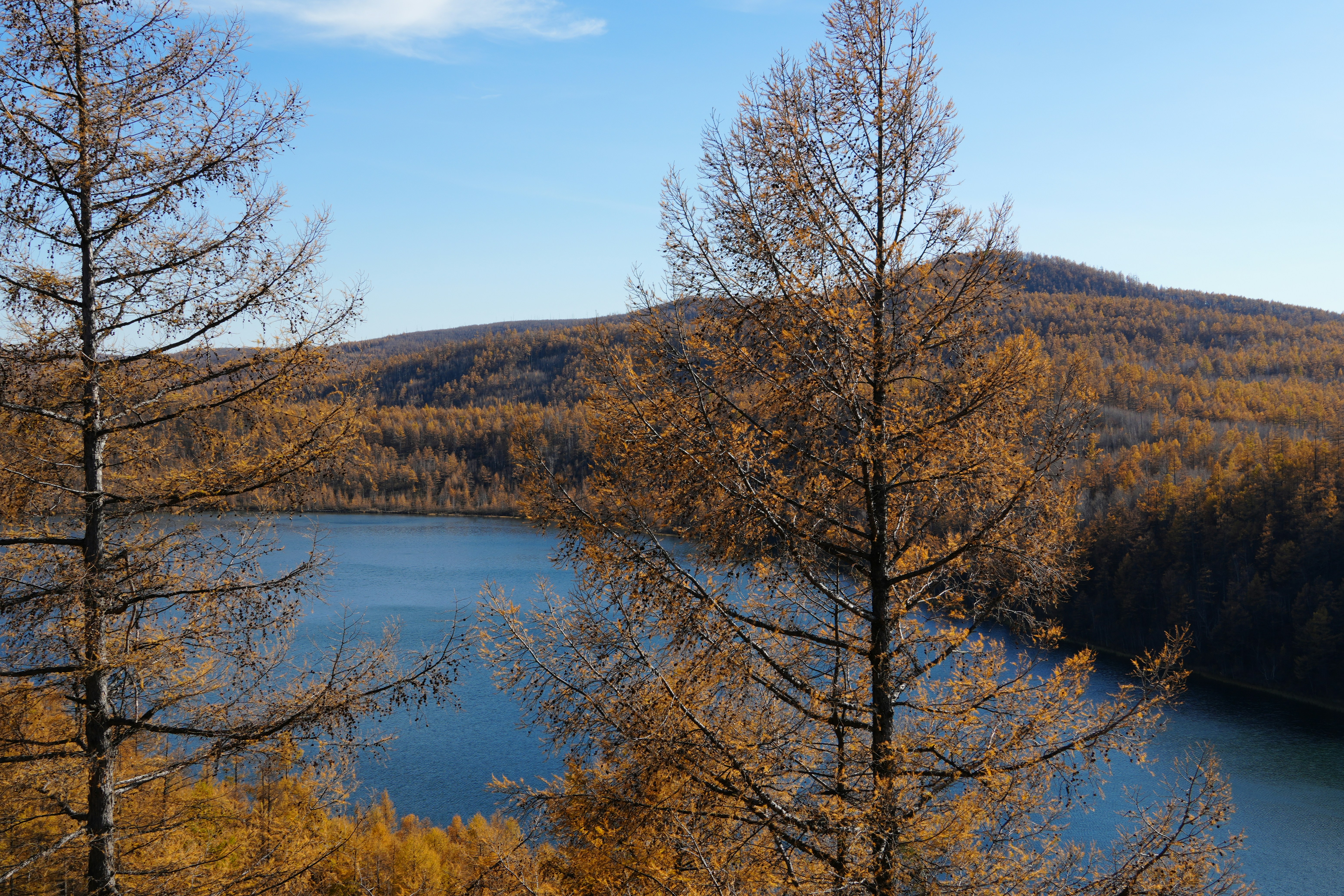 Golden larch trees frame a tranquil lake surrounded by rolling hills, capturing the essence of autumn's beauty.