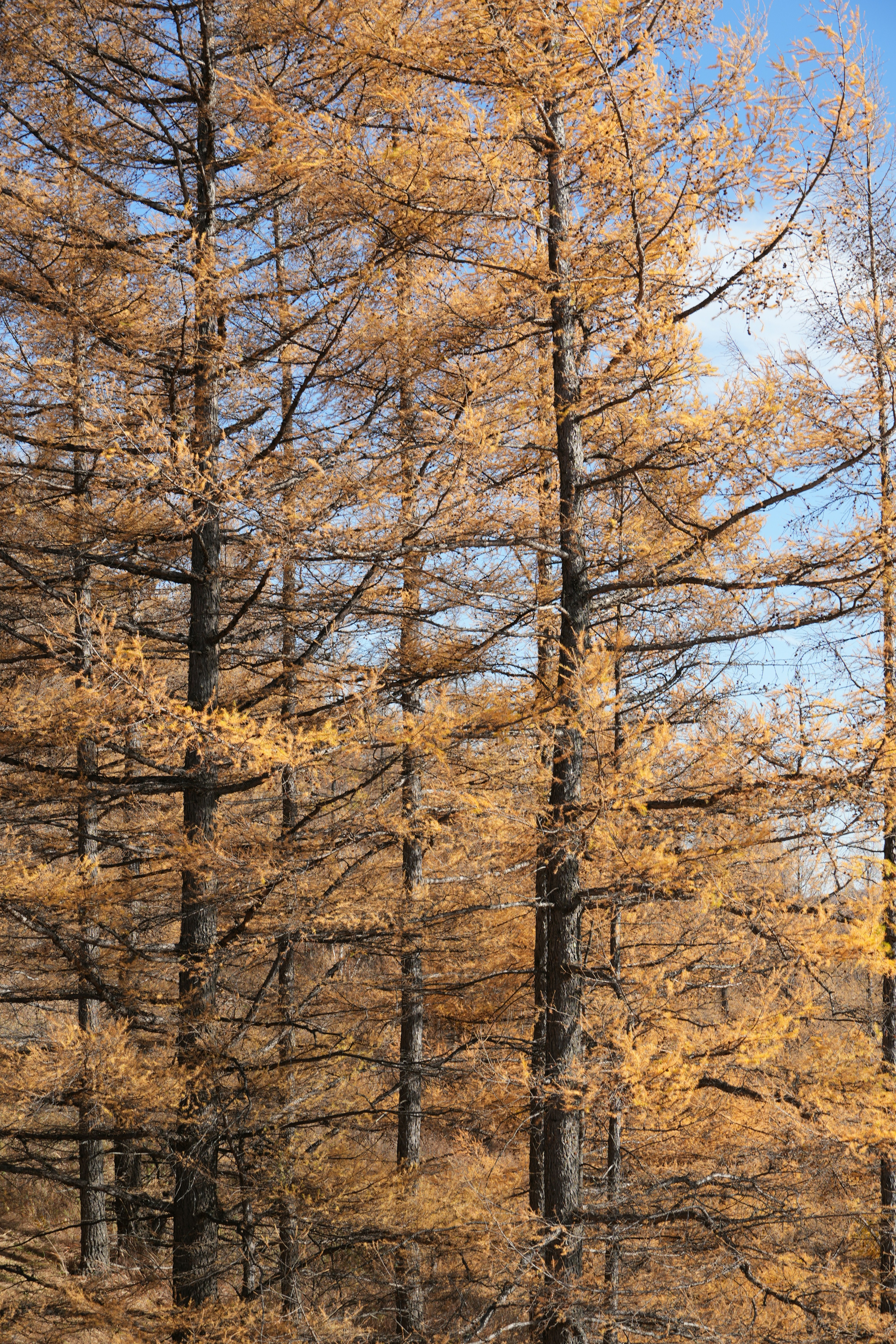 Golden Canopy: Autumn's Embrace