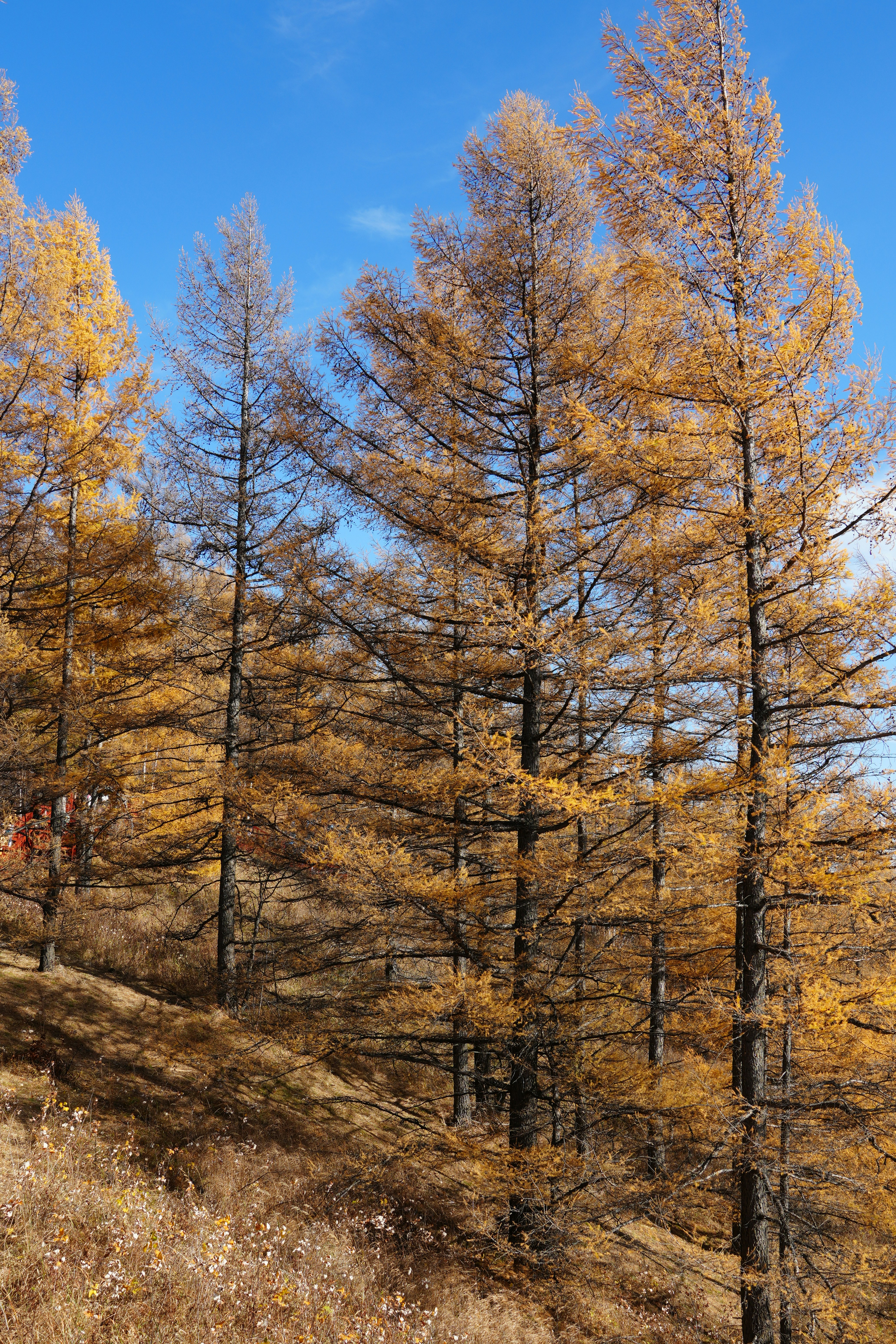 Golden Larches Rise on a Sunlit Alpine Slope Under a Pristine Blue Sky