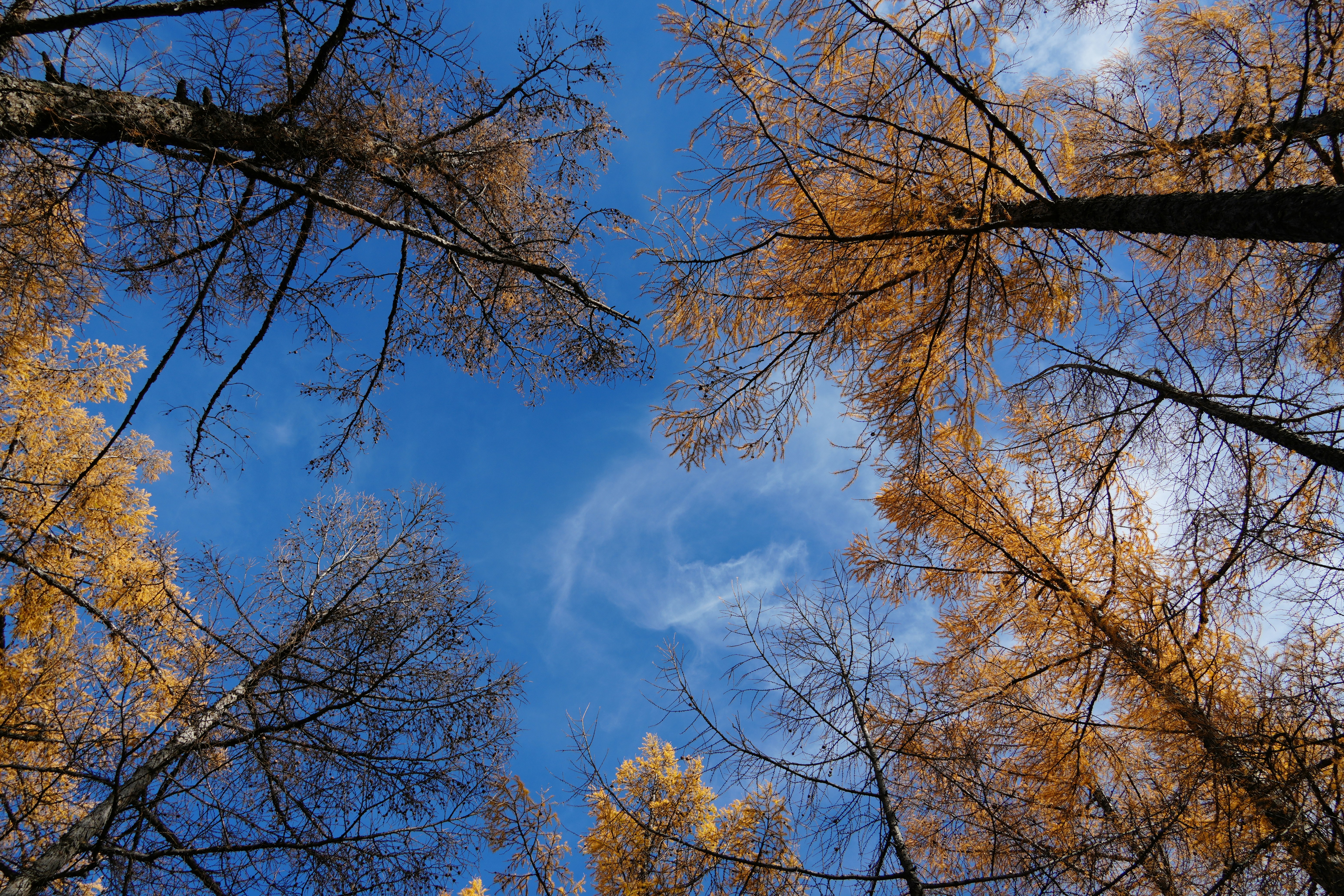 Golden Canopy Beneath a Blue Expanse