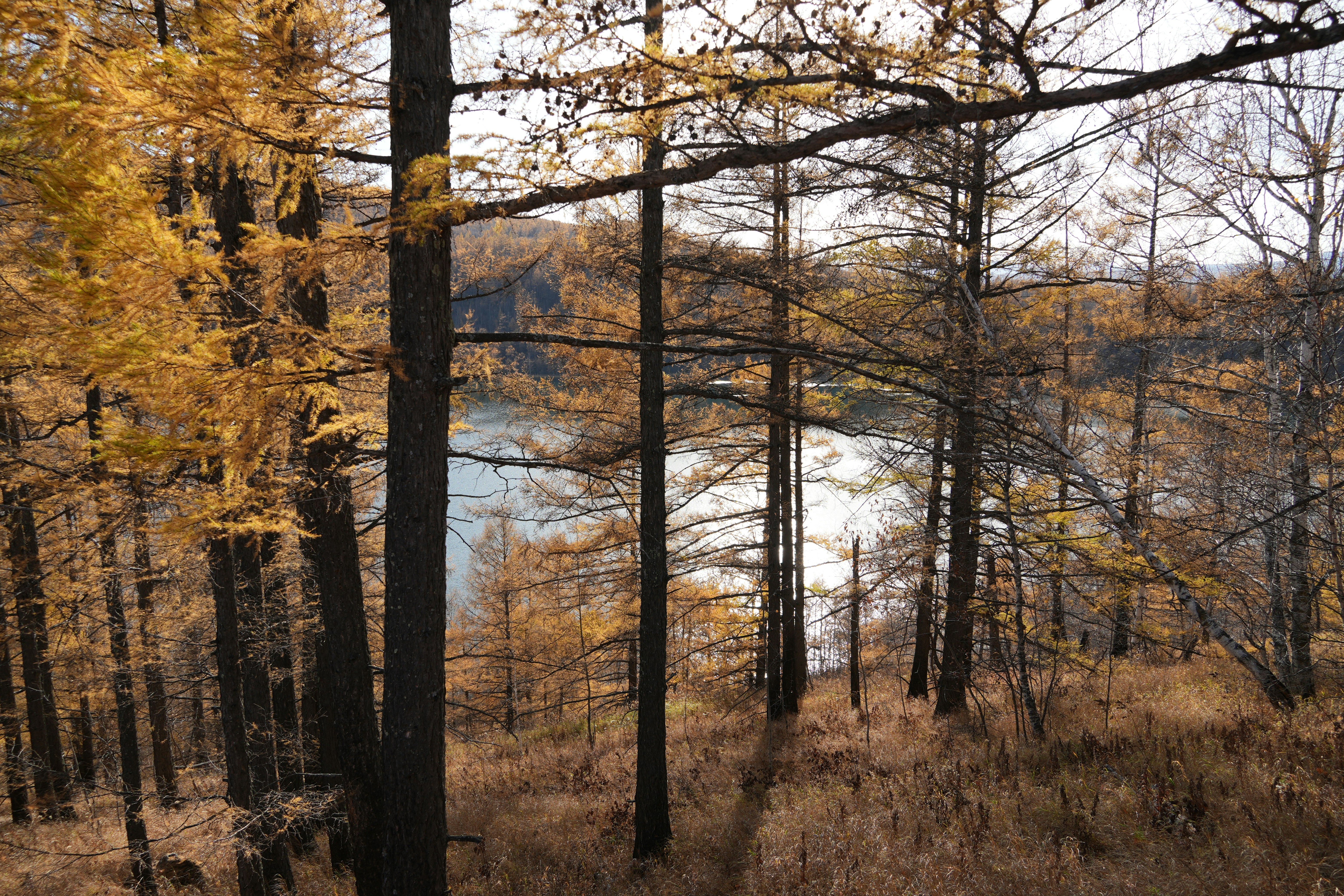Autumn trees with a lake in the background