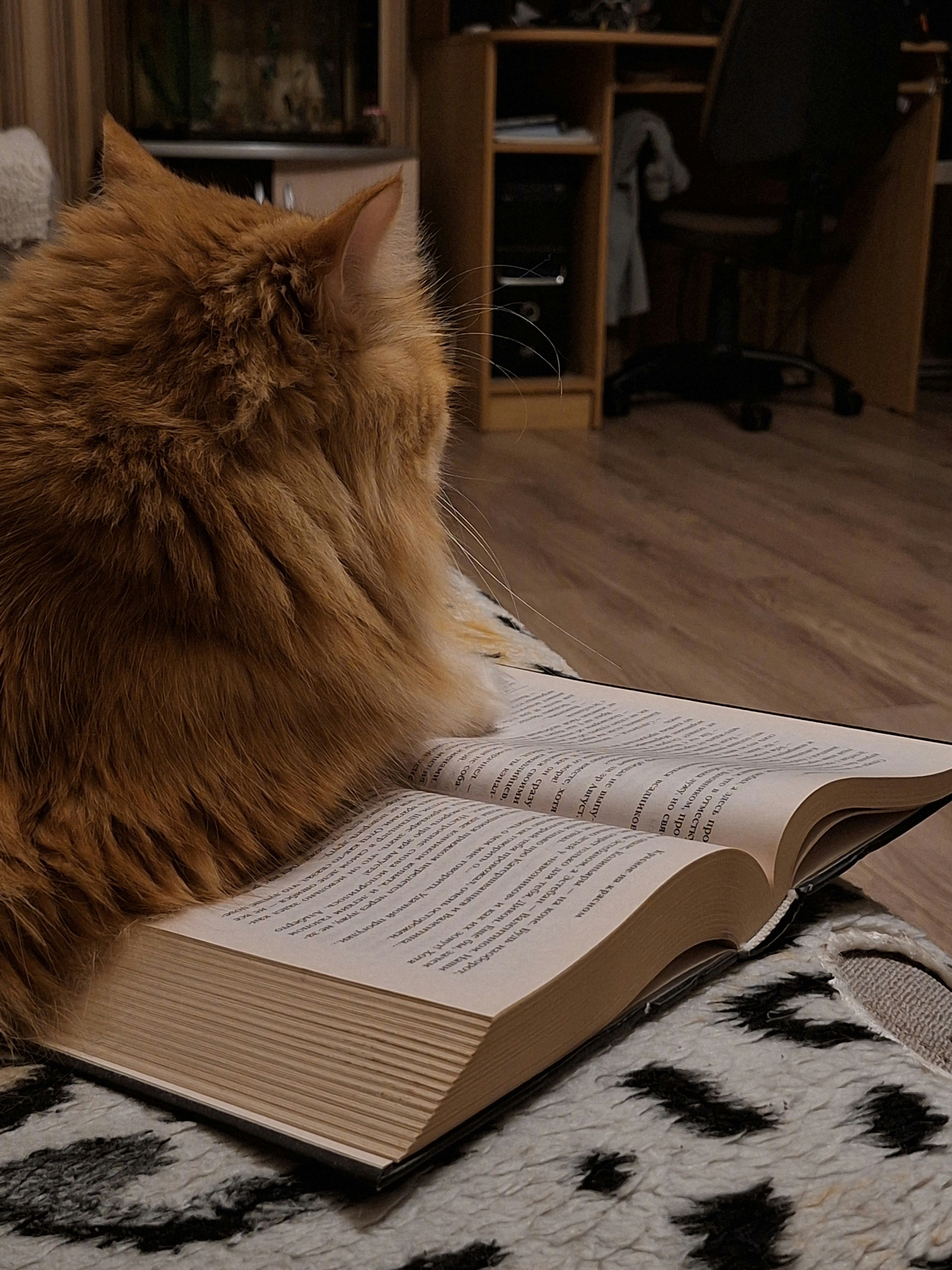 Ginger cat looking at an open book.