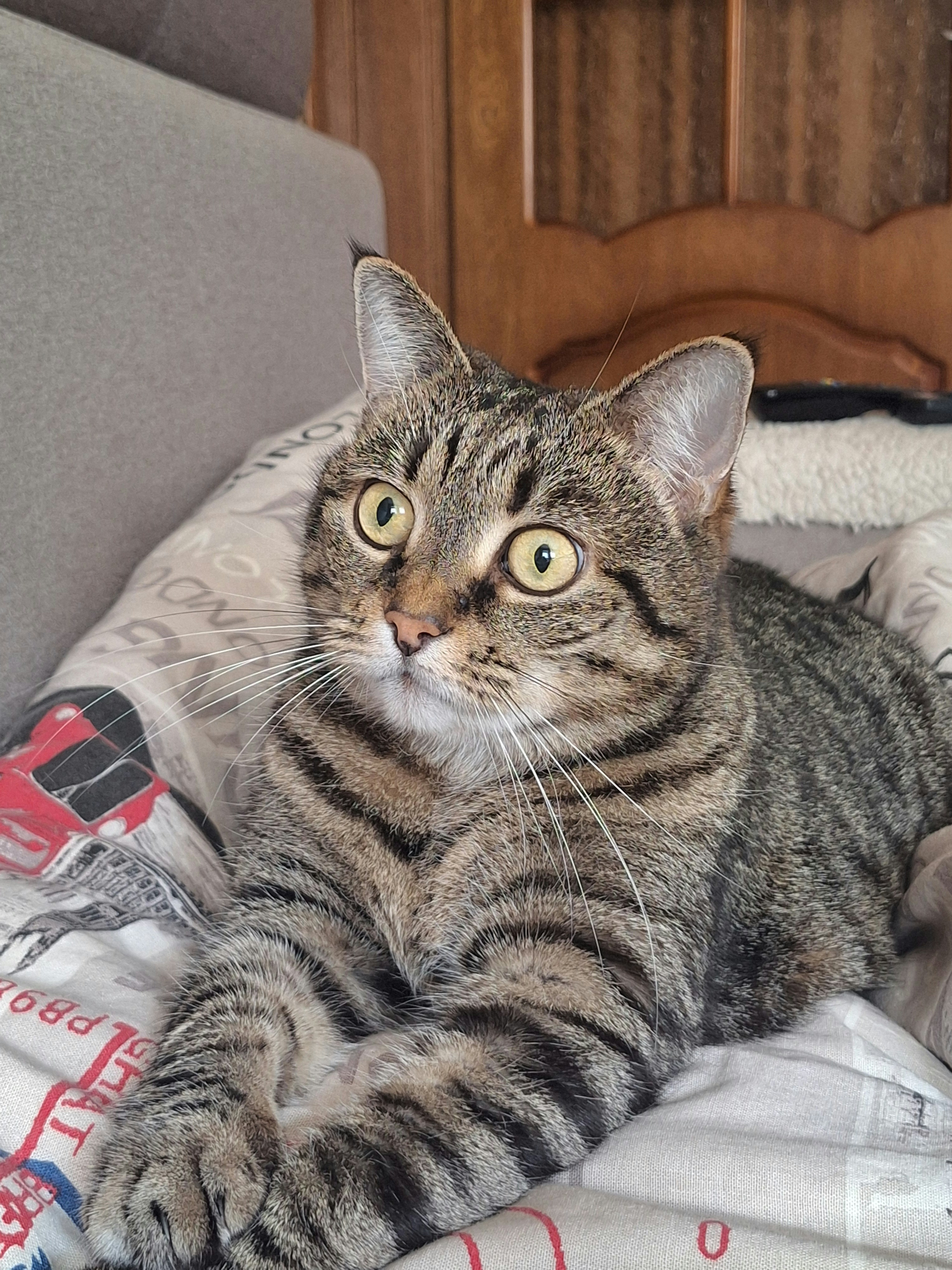 A tabby cat lies on a patterned blanket.