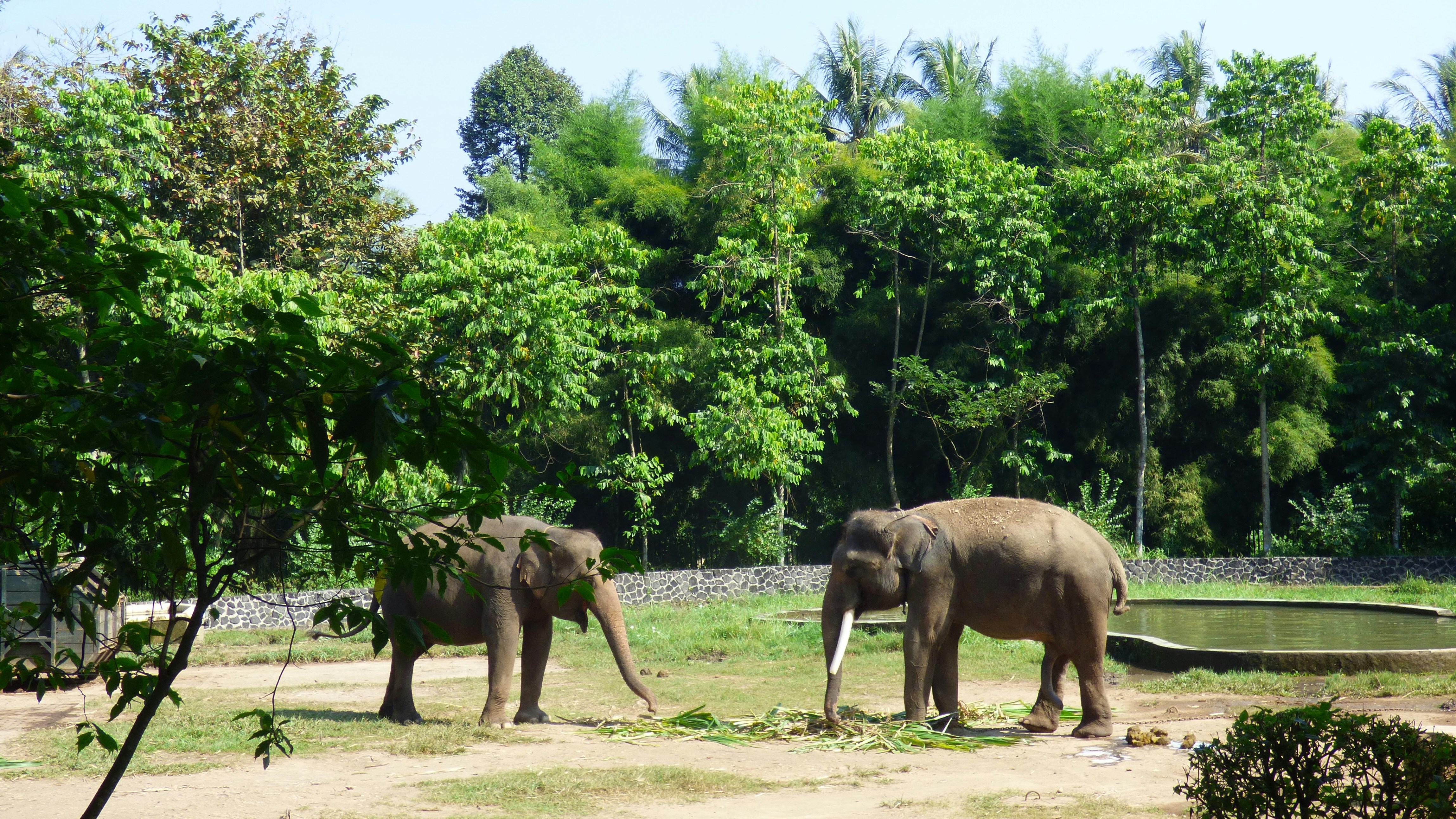 Two elephants standing in a grassy enclosure