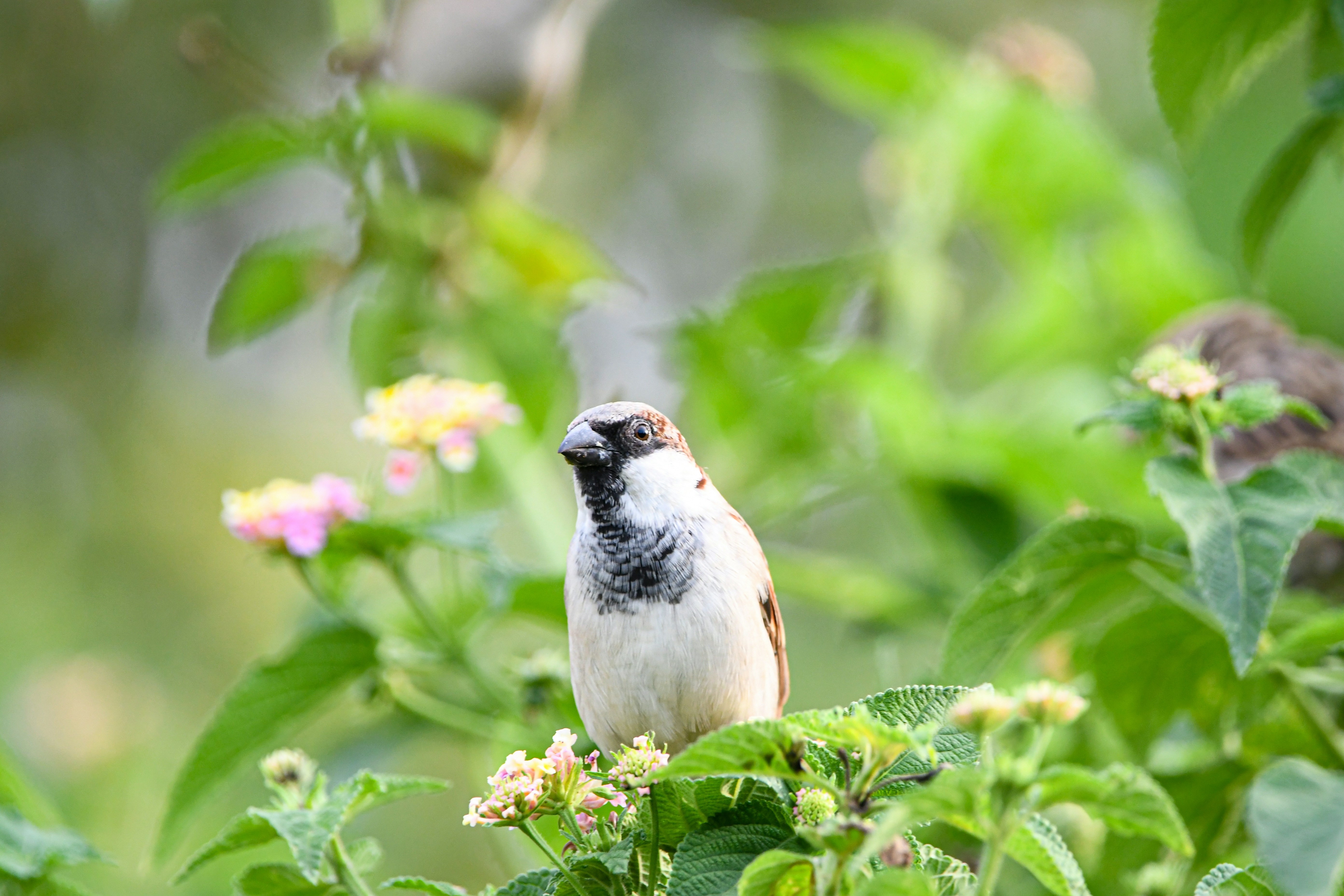 A sparrow perched on a flowering branch.