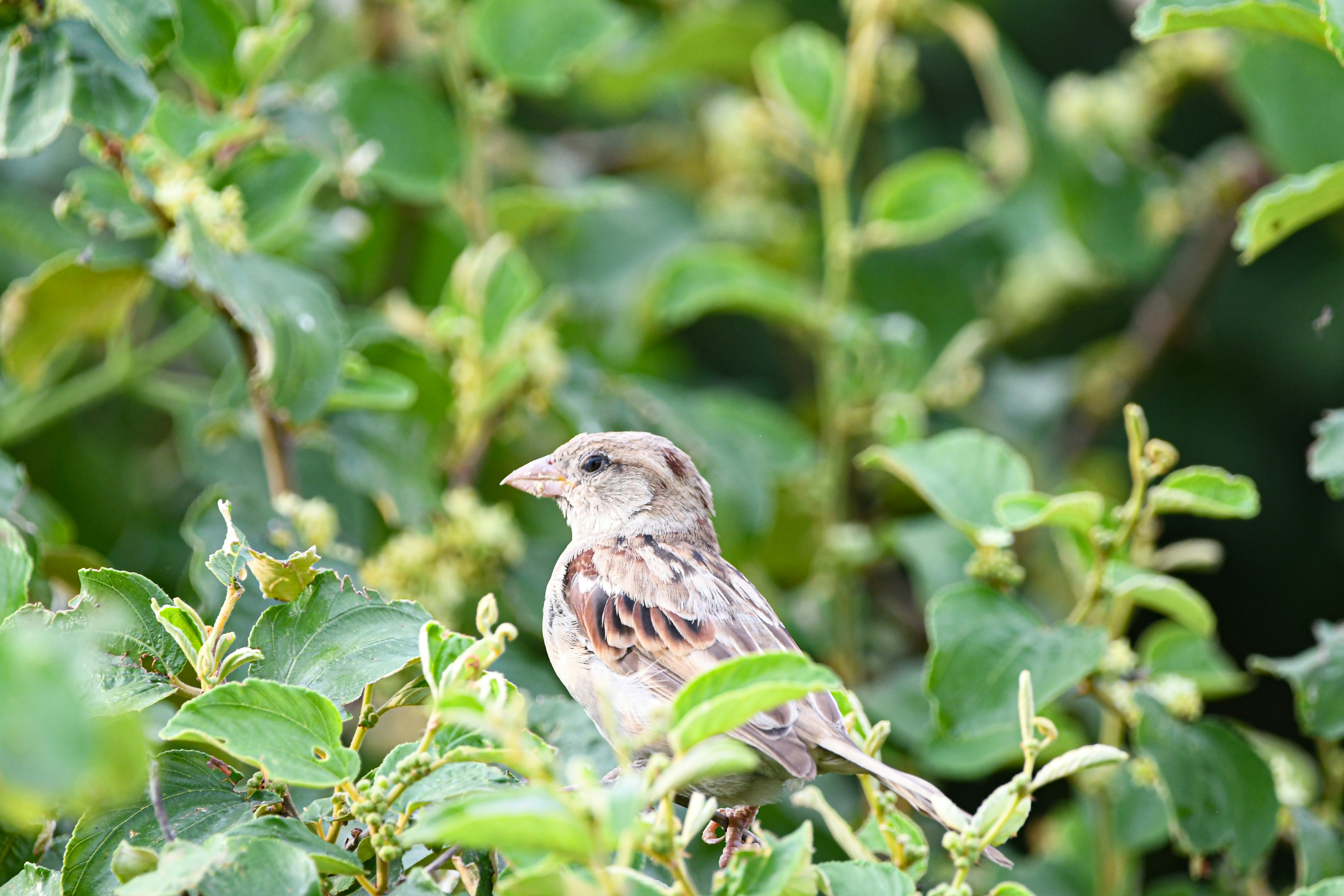 A Moment of Serenity Among the Foliage