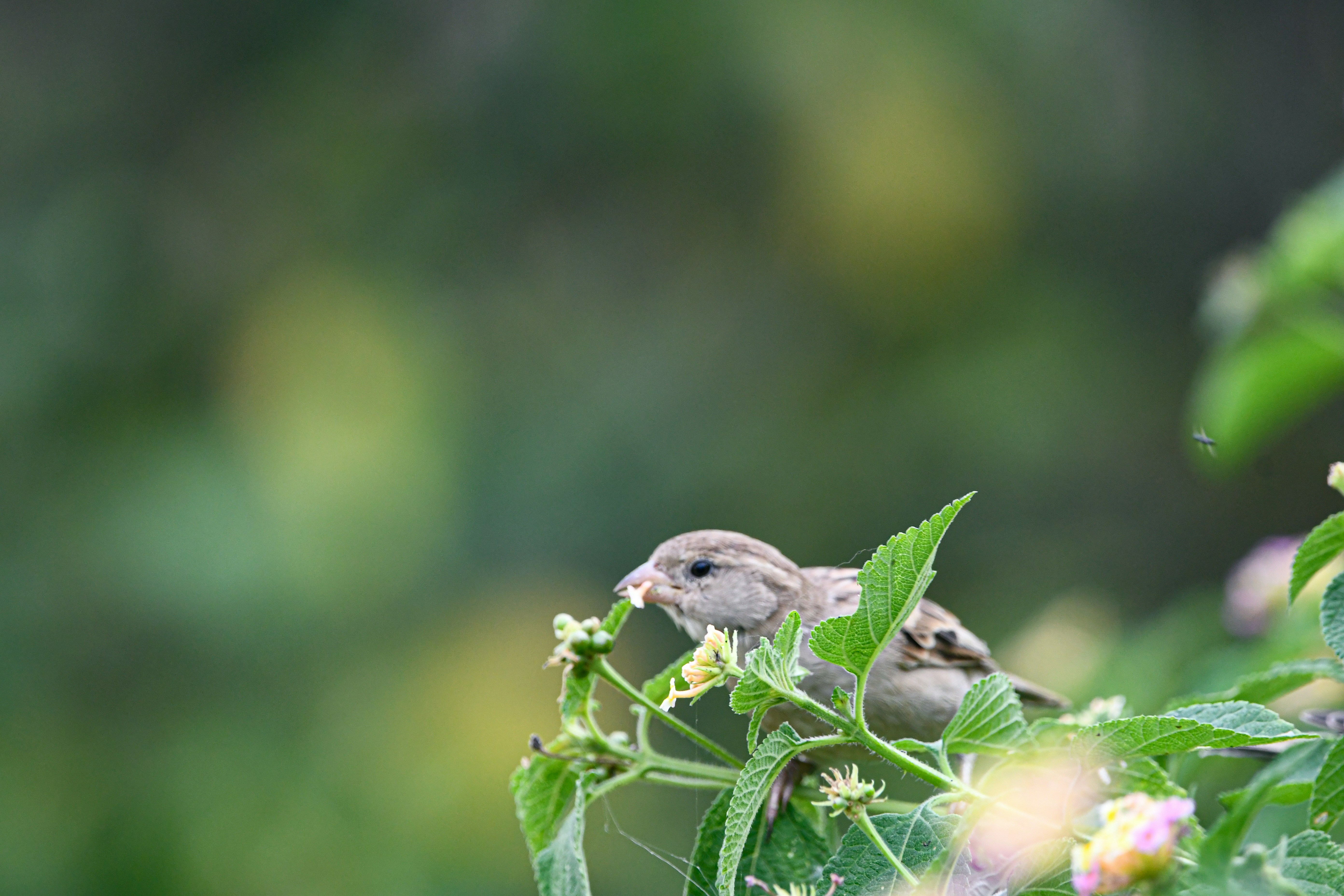 On a Vine of Quiet Green: A Tiny Warbler Halts in Dappled Light