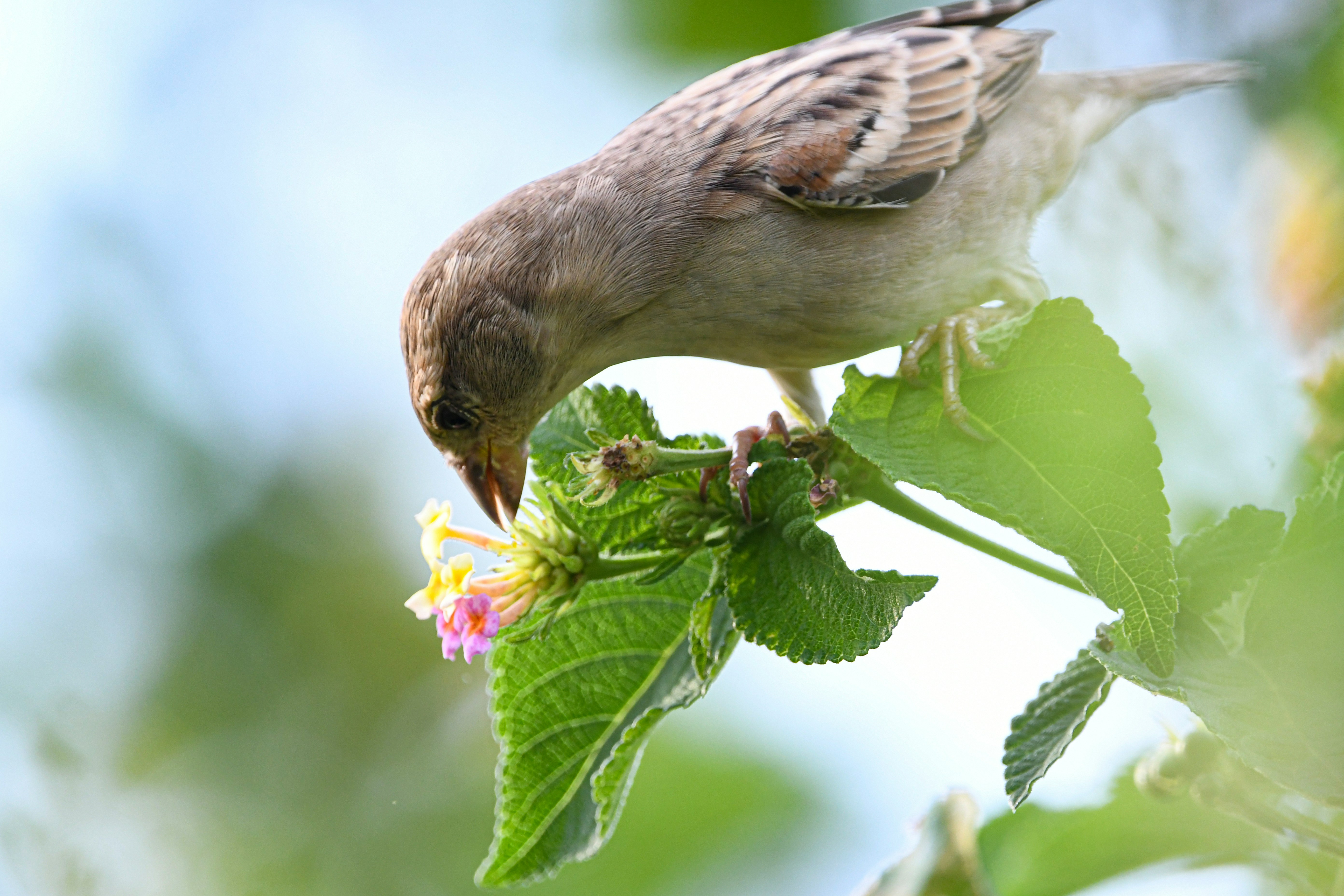 Nectar at Dawn: A Brown Warbler on a Pink Blossom