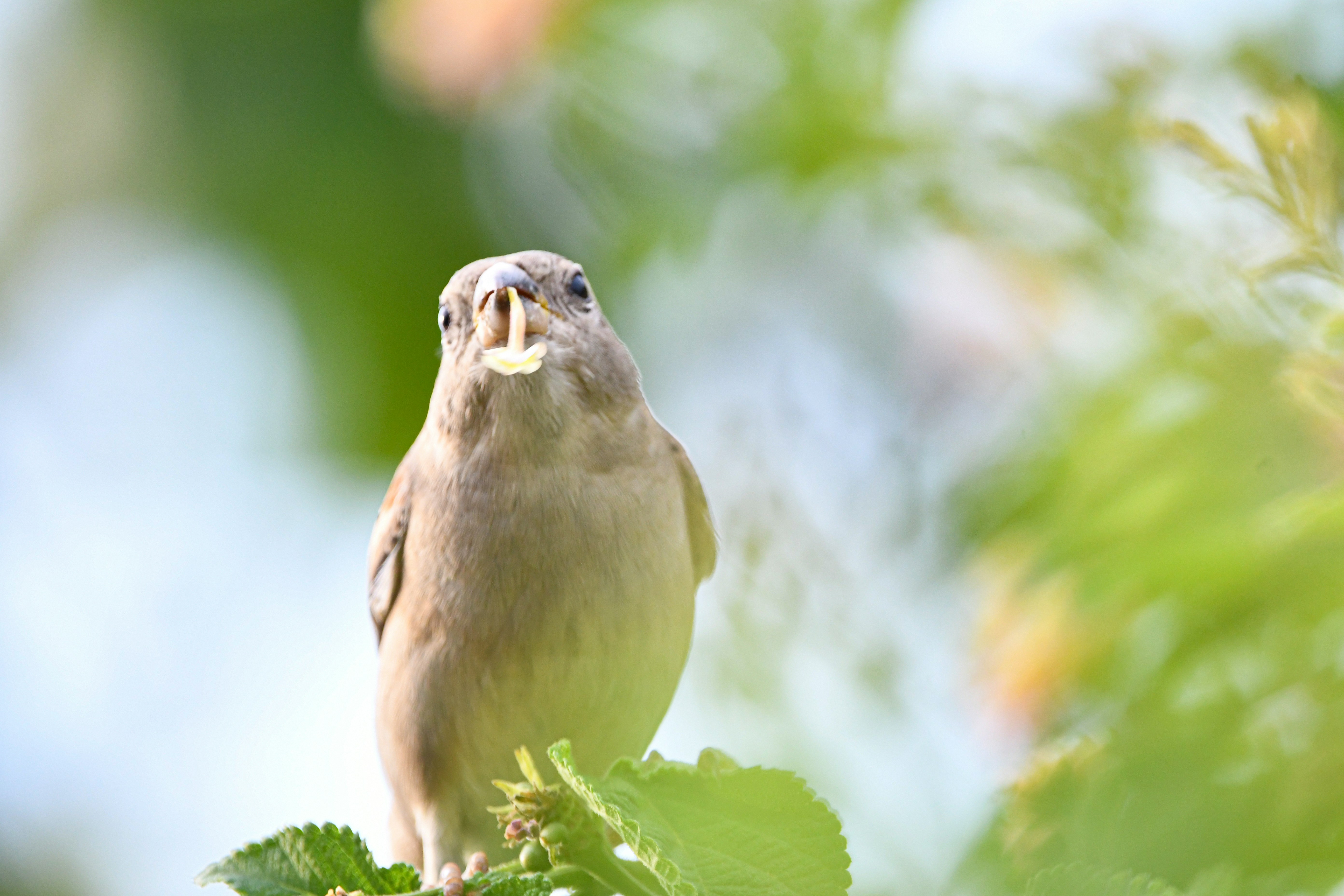Perched Moment: A Curious Songbird Grips a Leaf in Soft Morning Light