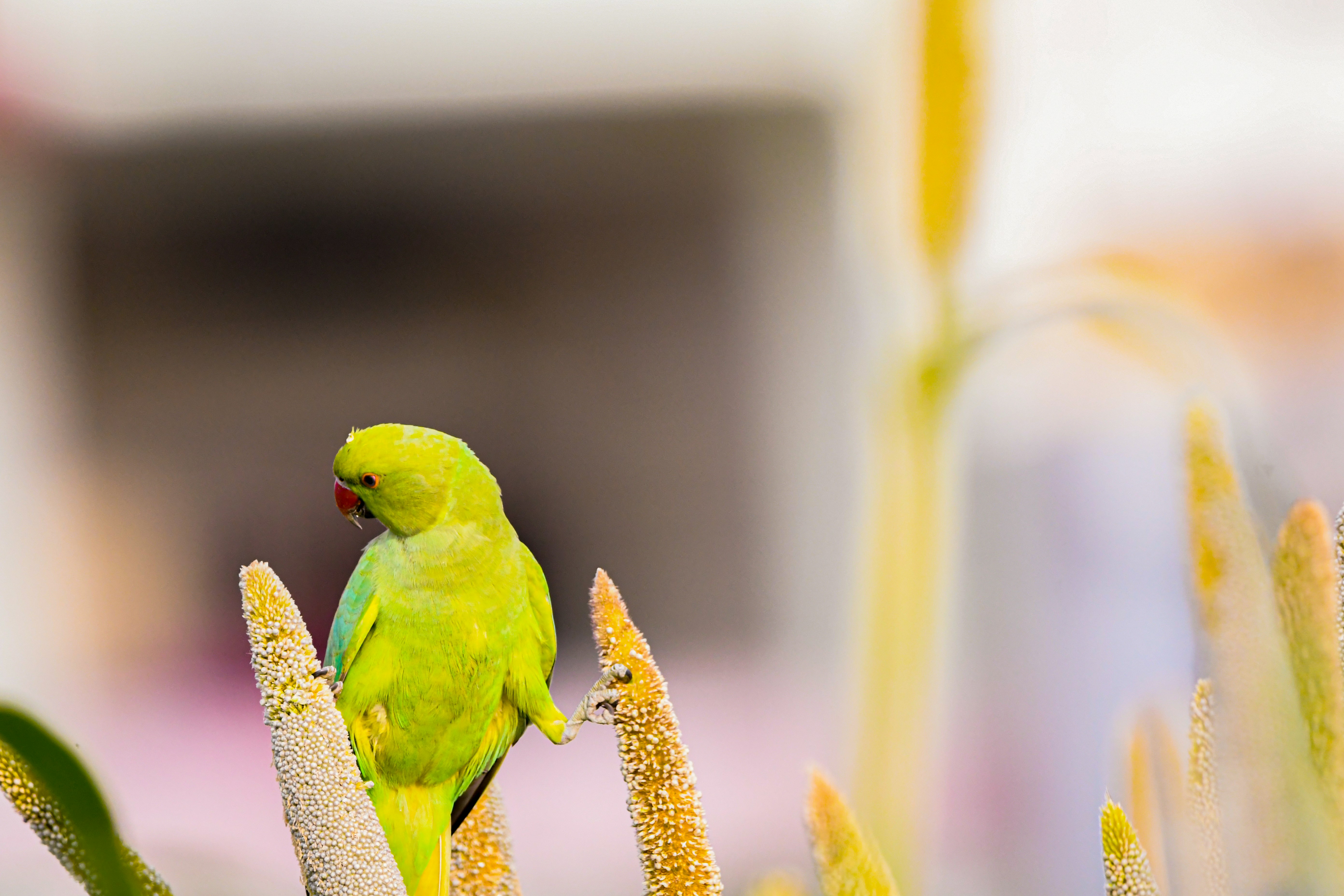 Emerald Parrot on Sunlit Reed Crown