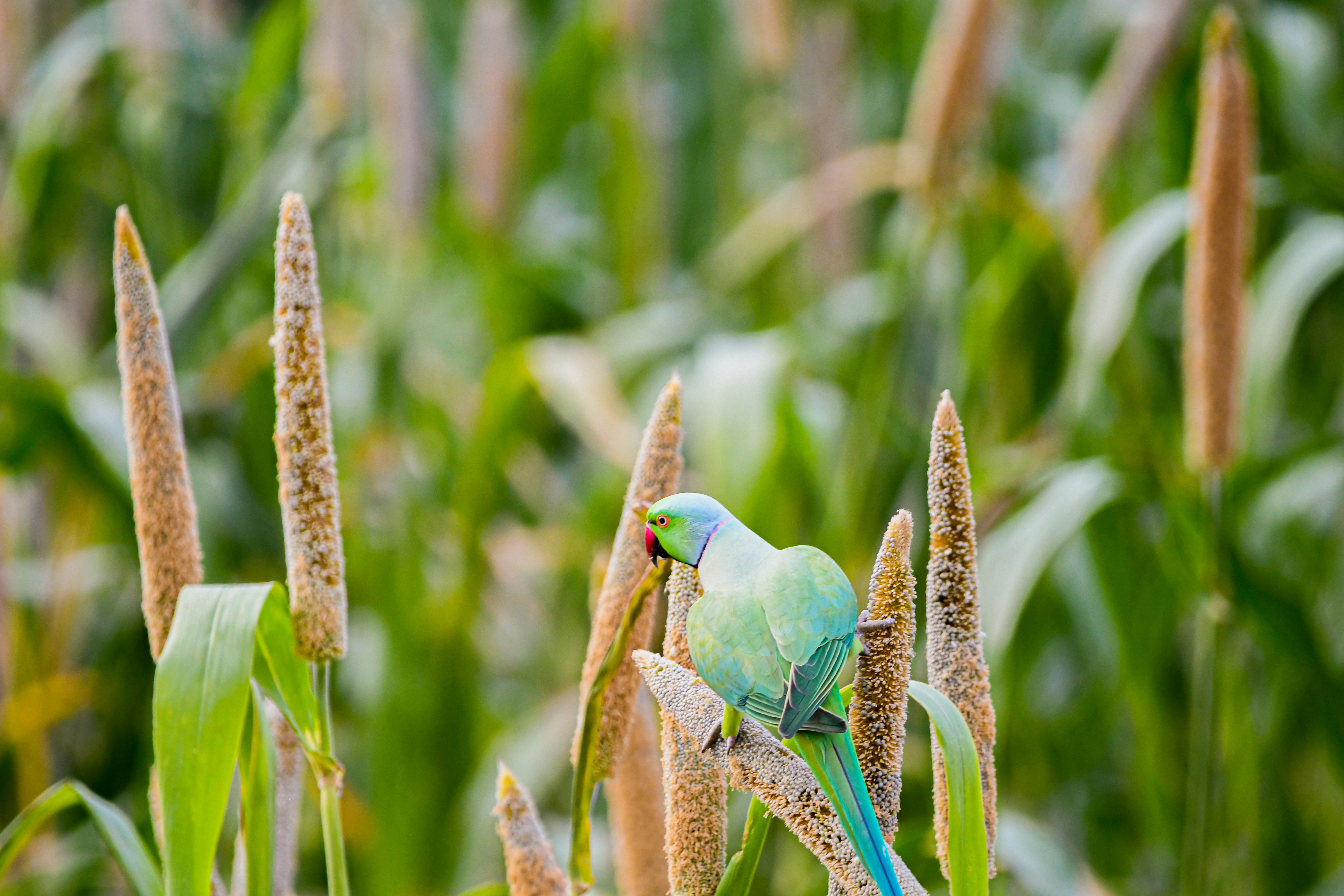 Emerald Visitor Among Golden Grains