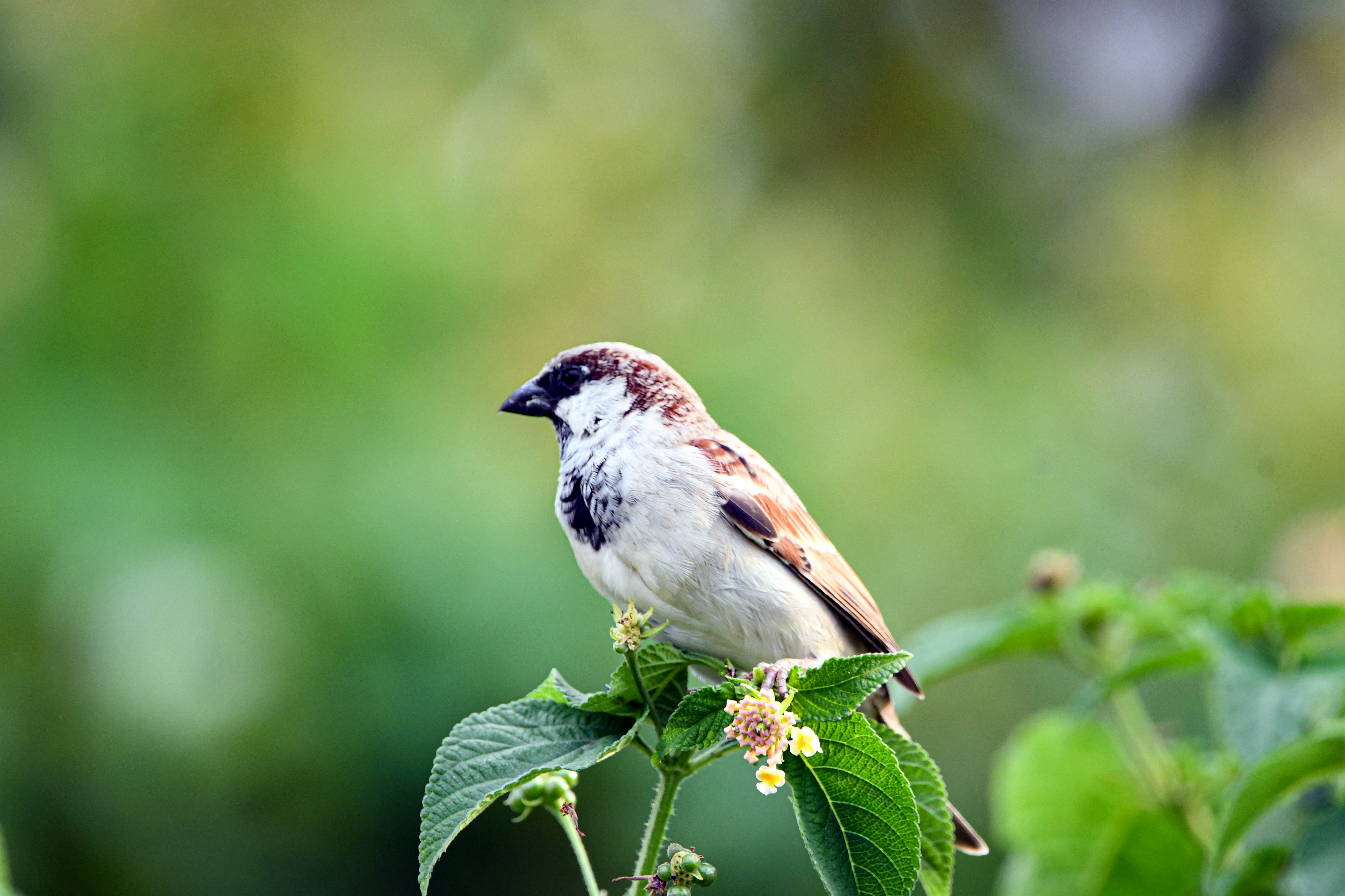 A small sparrow perched on a leafy branch.
