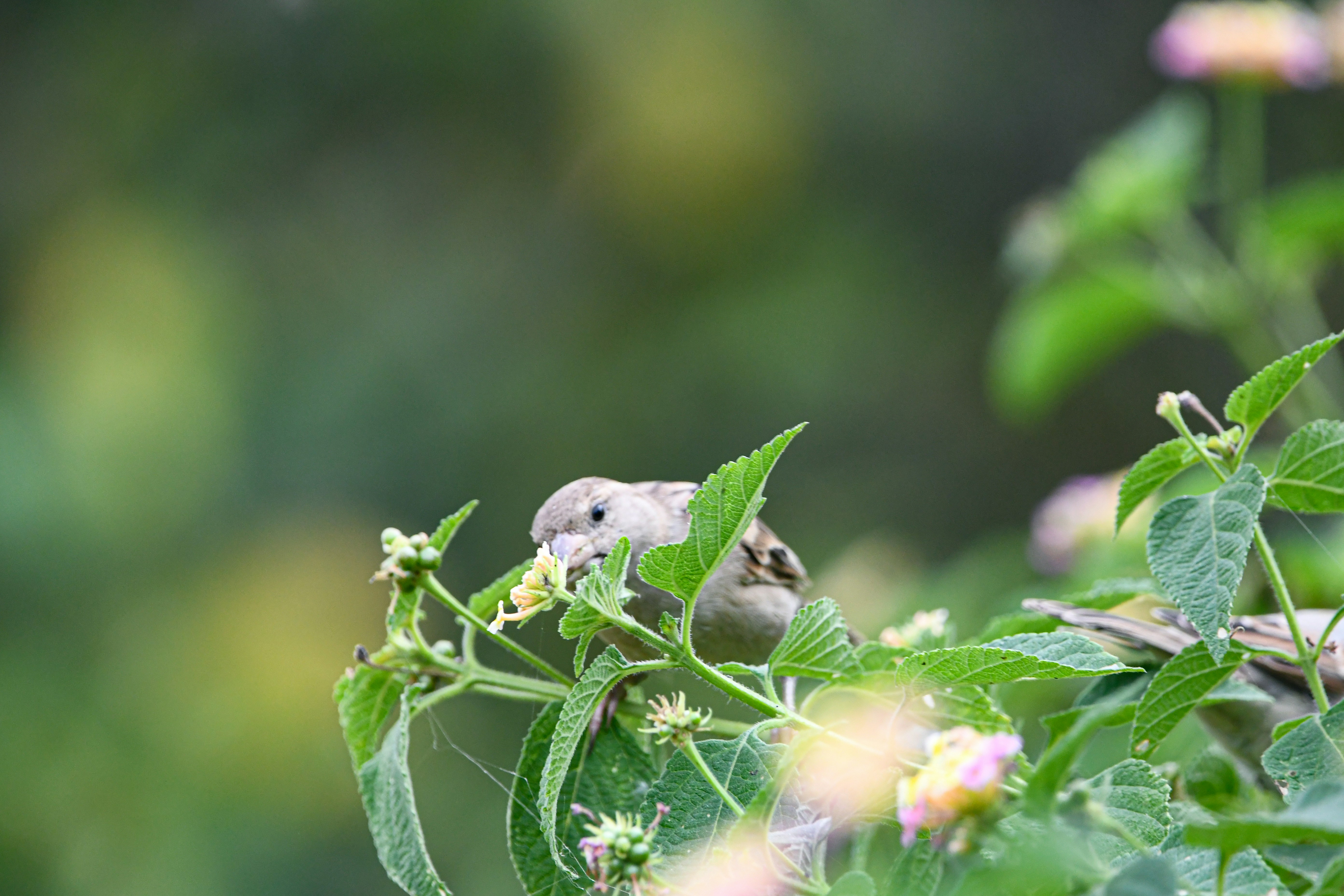 A small bird eating flowers on a green plant.