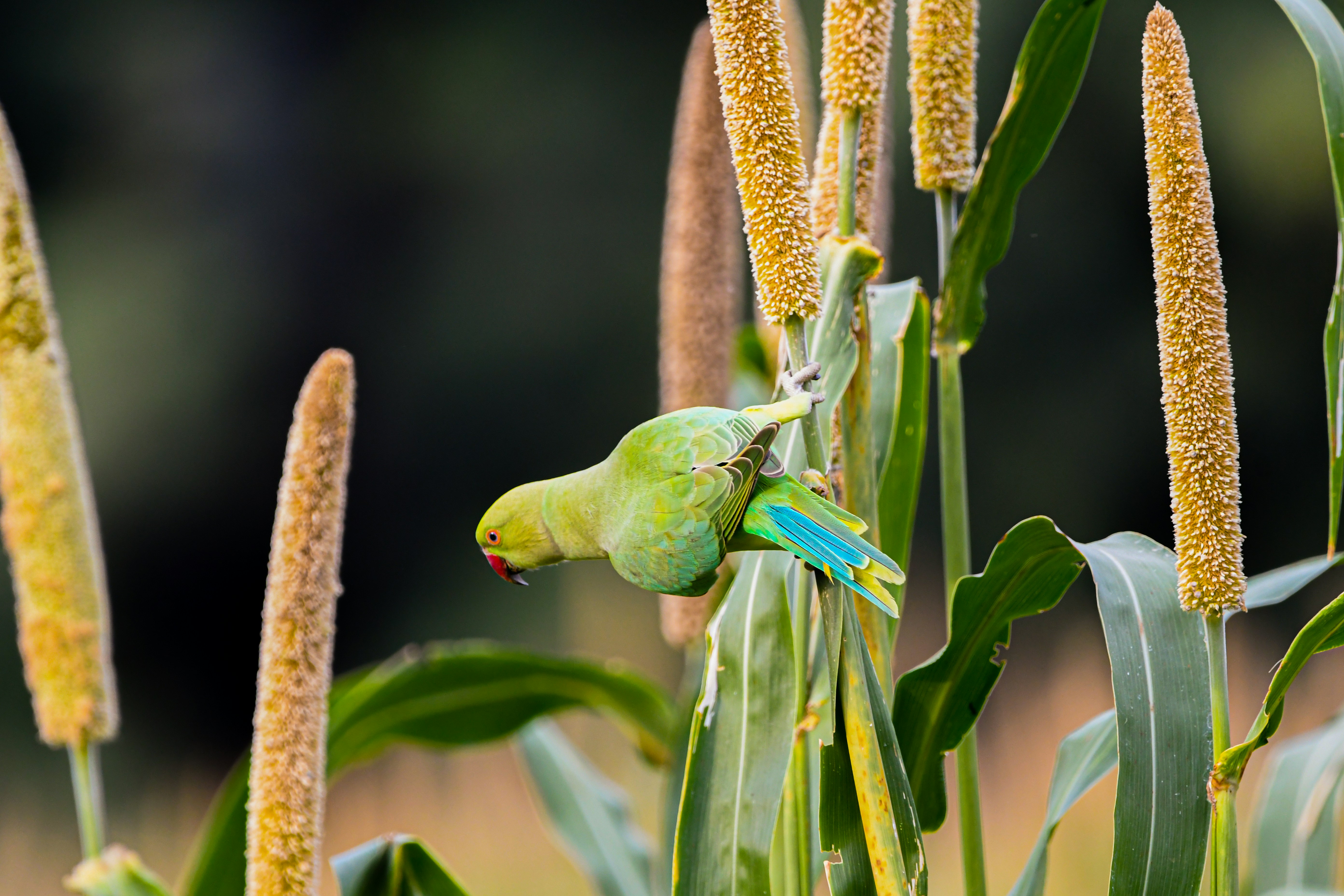 Emerald Parrot Pauses on a Reed Stage