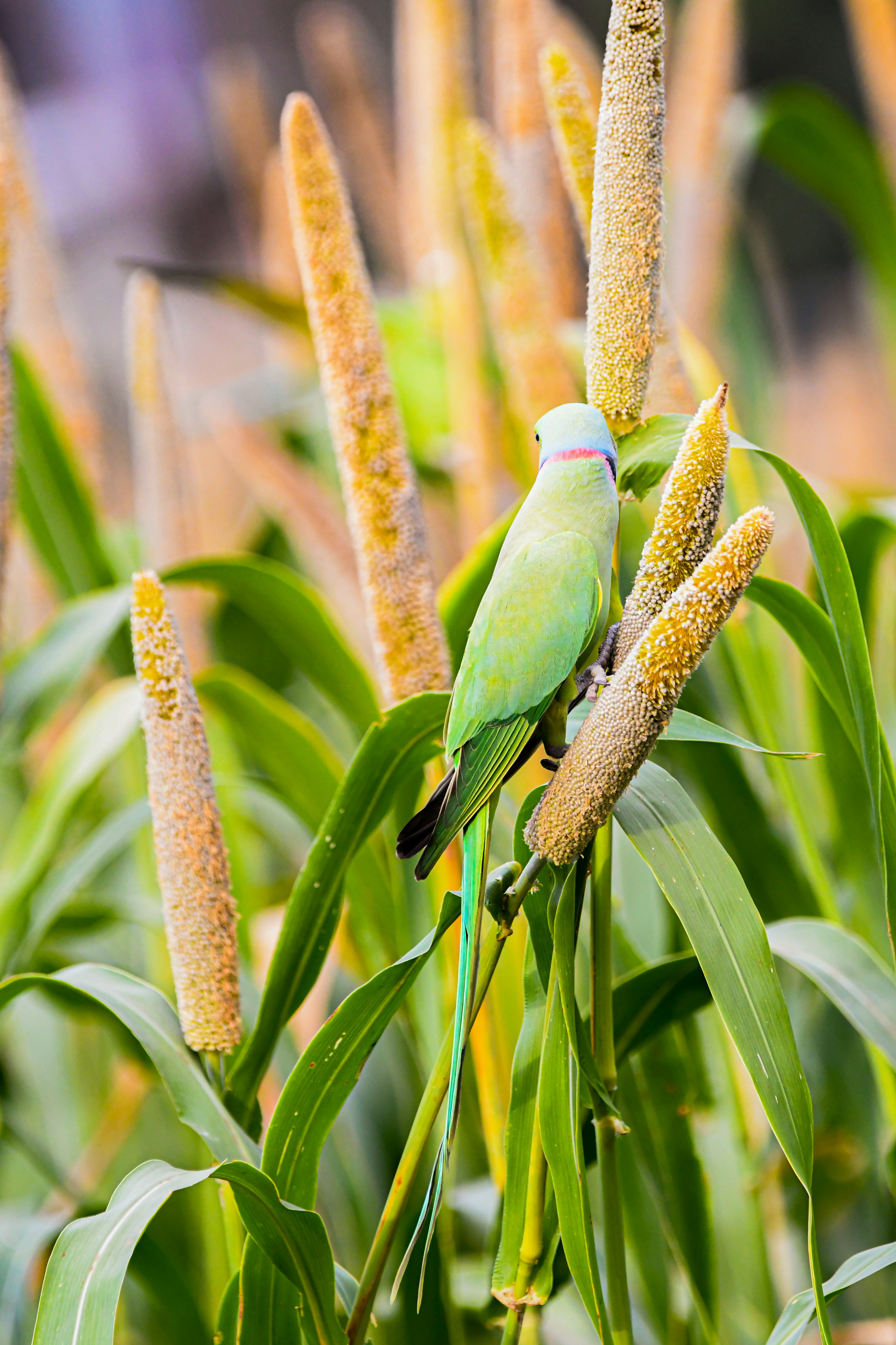 Emerald plumage among sun-kissed cattails