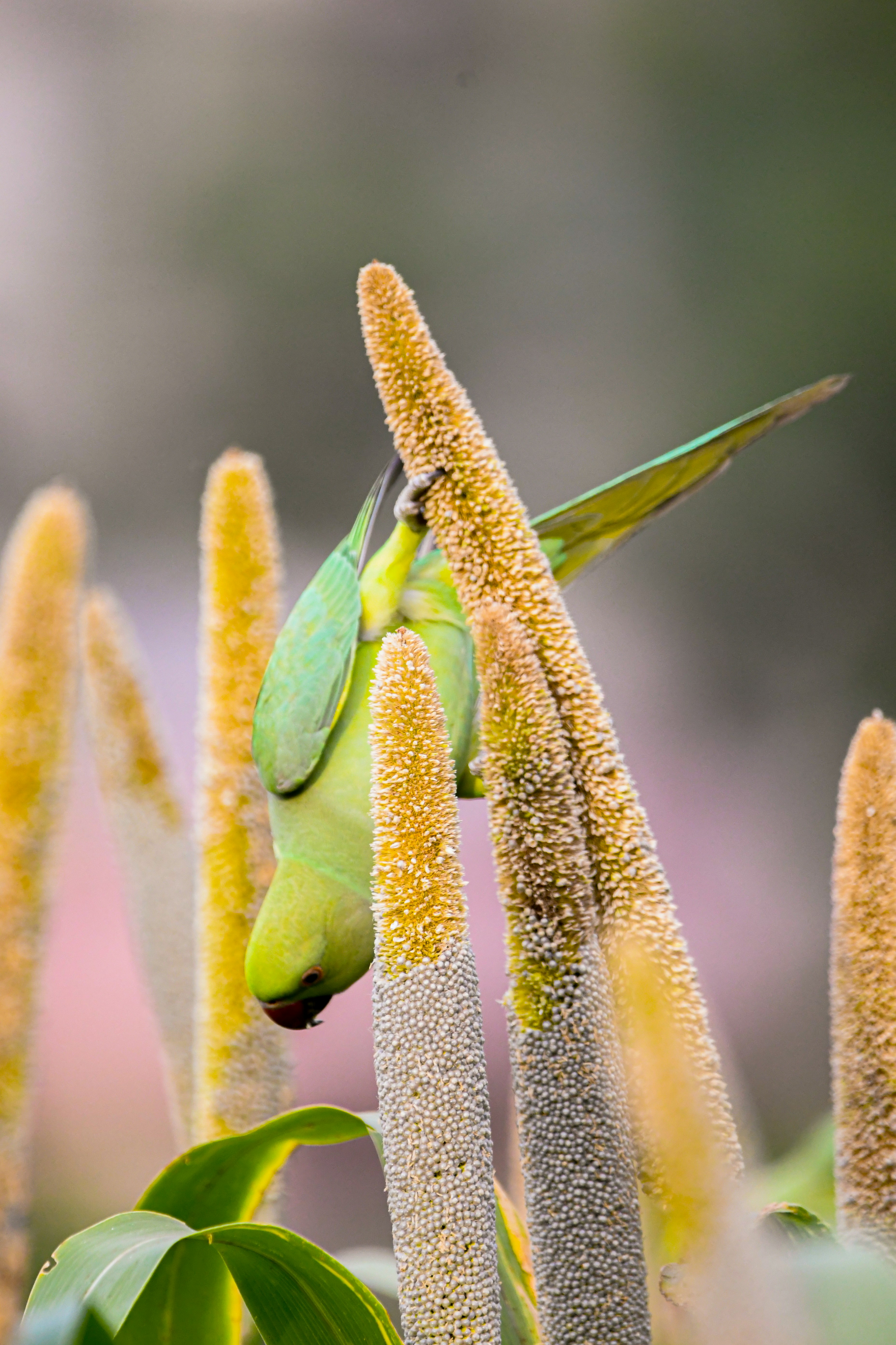 Emerald Parrot Clinging Upside-Down Among Golden Catkins