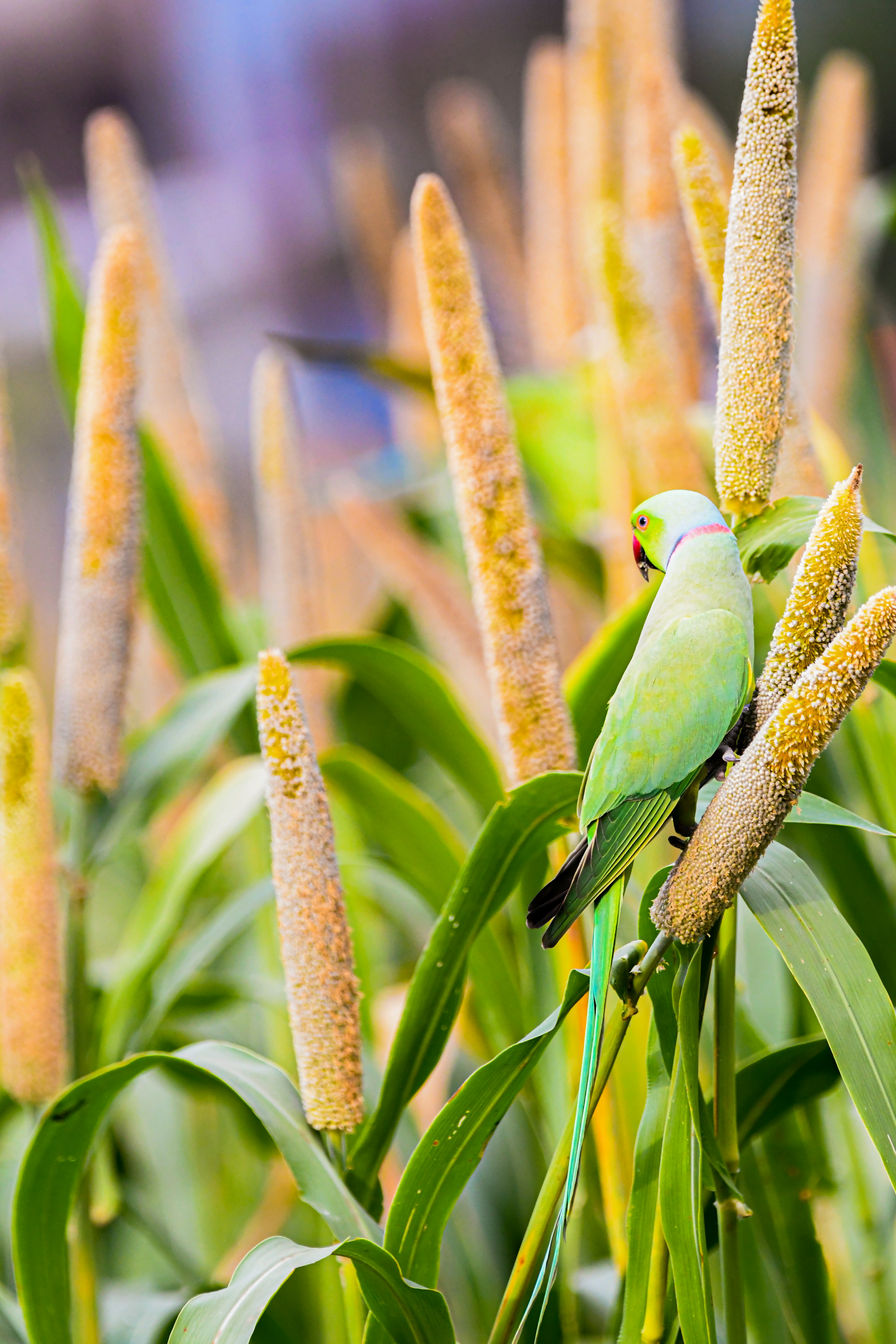Emerald Ringneck Perched Among Sunlit Foxtail Clusters