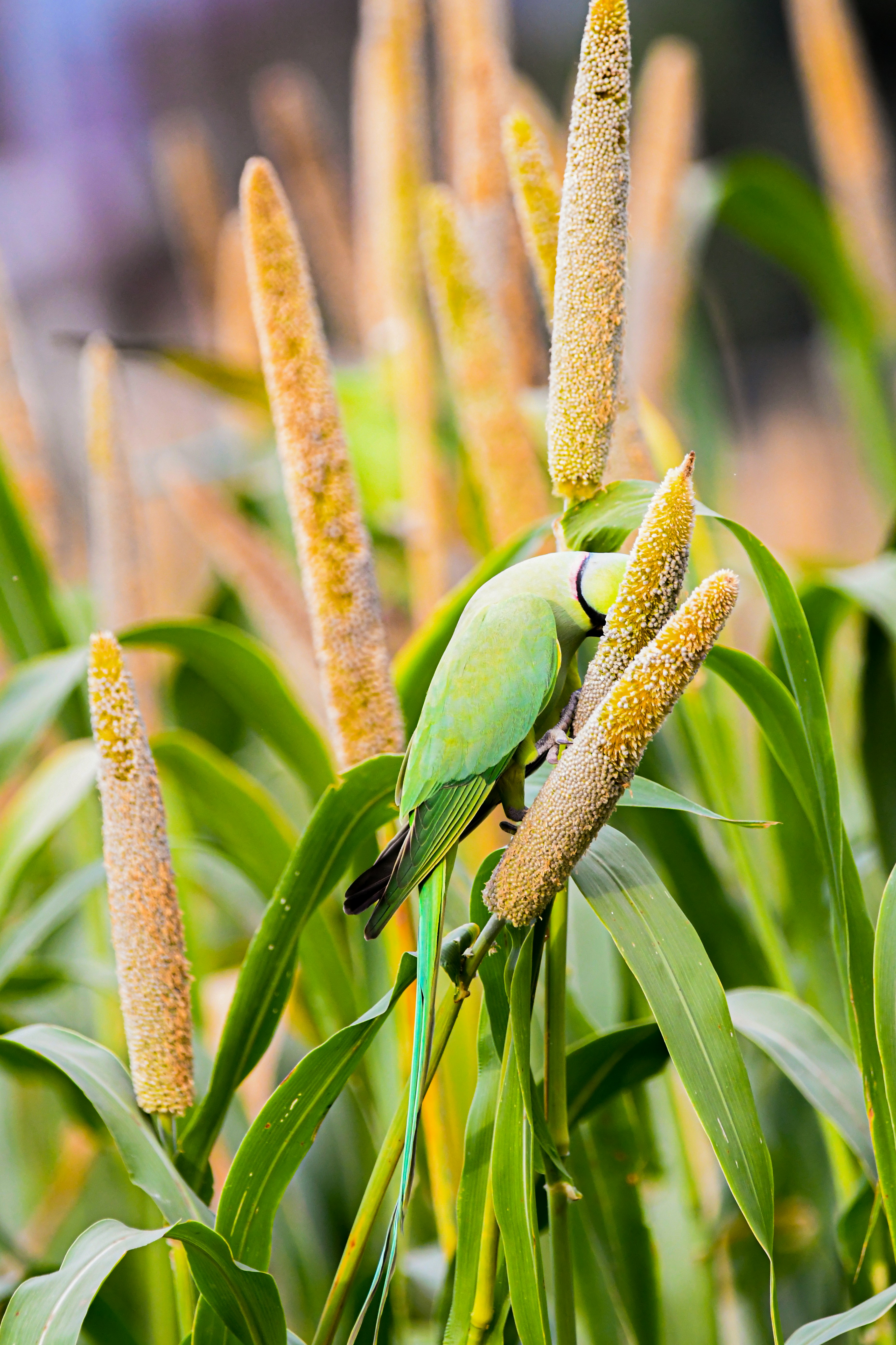 A green parrot eating seeds from a plant photo – Free Bird Image on ...