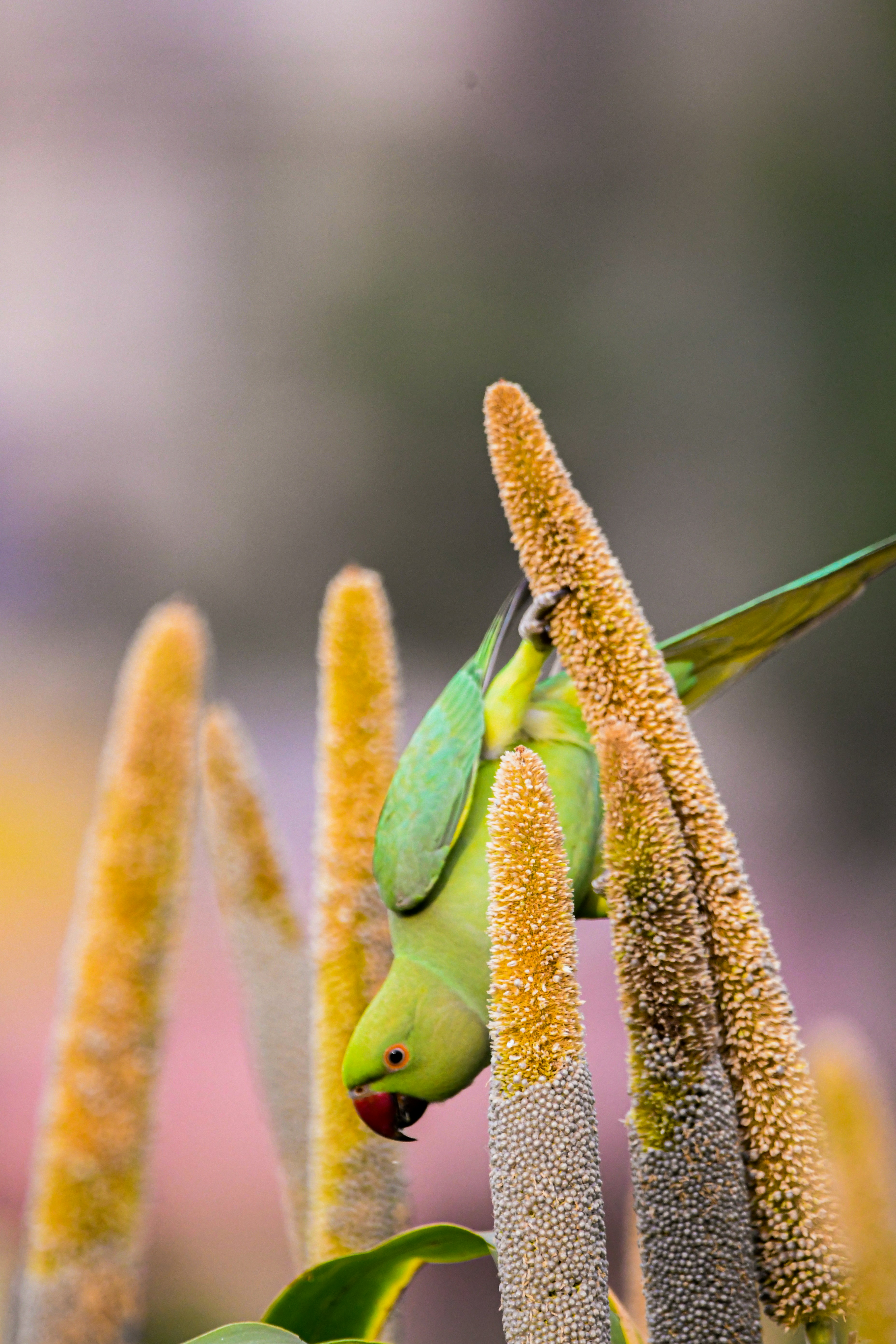 Green parrot hanging upside down on a plant