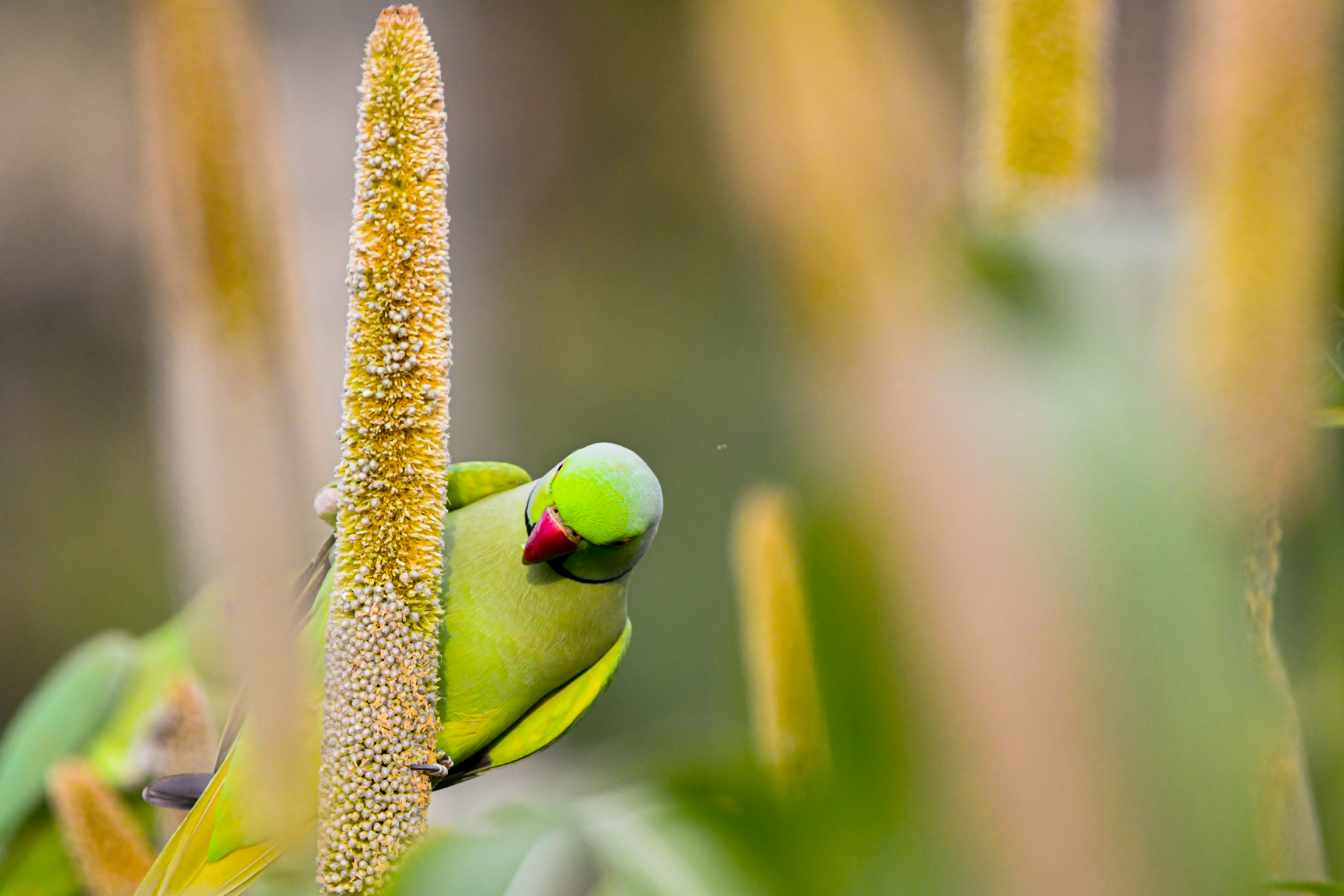 Emerald Parakeet Peeks Through Golden Cattails