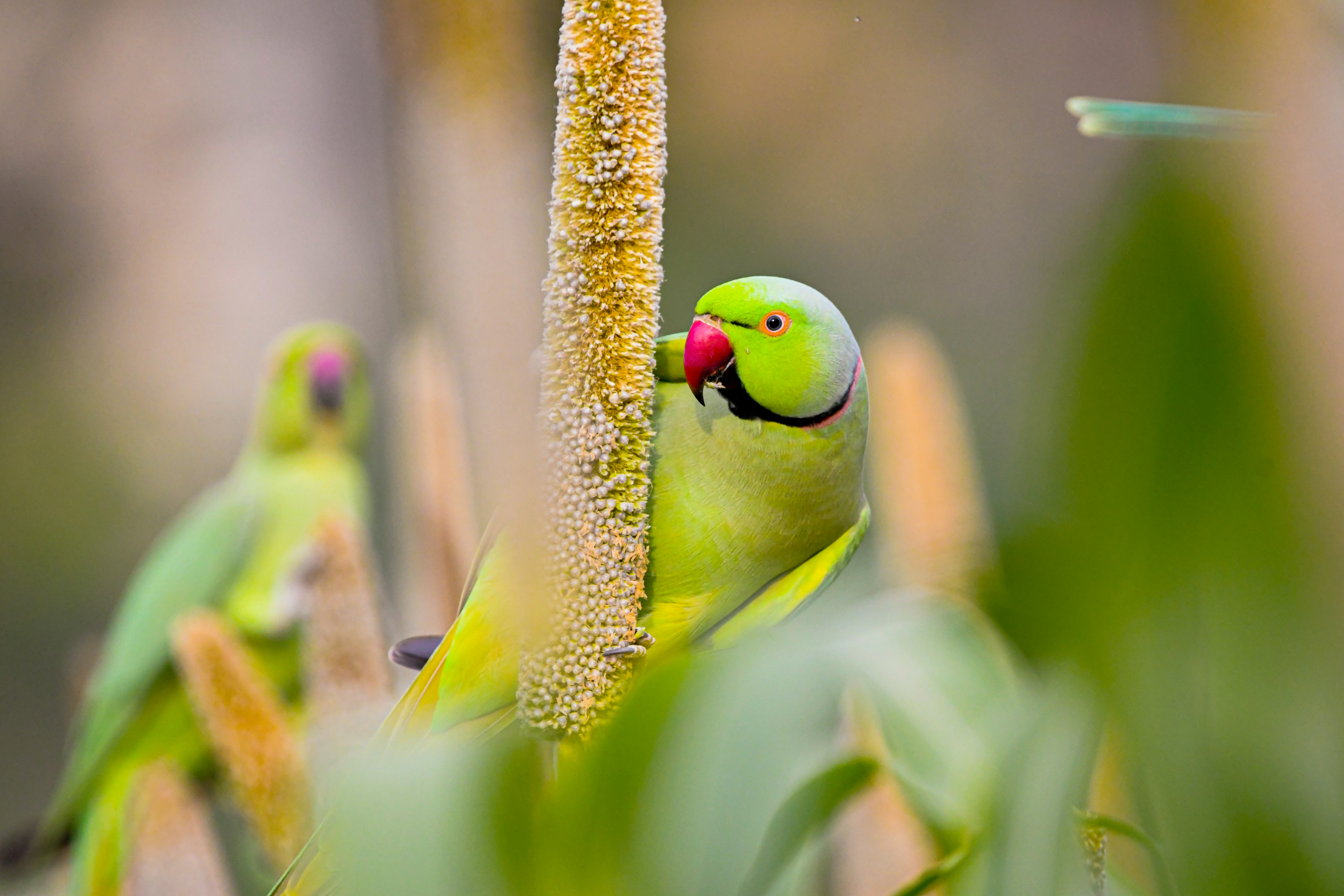 Emerald Parakeet Among Sunlit Catkins