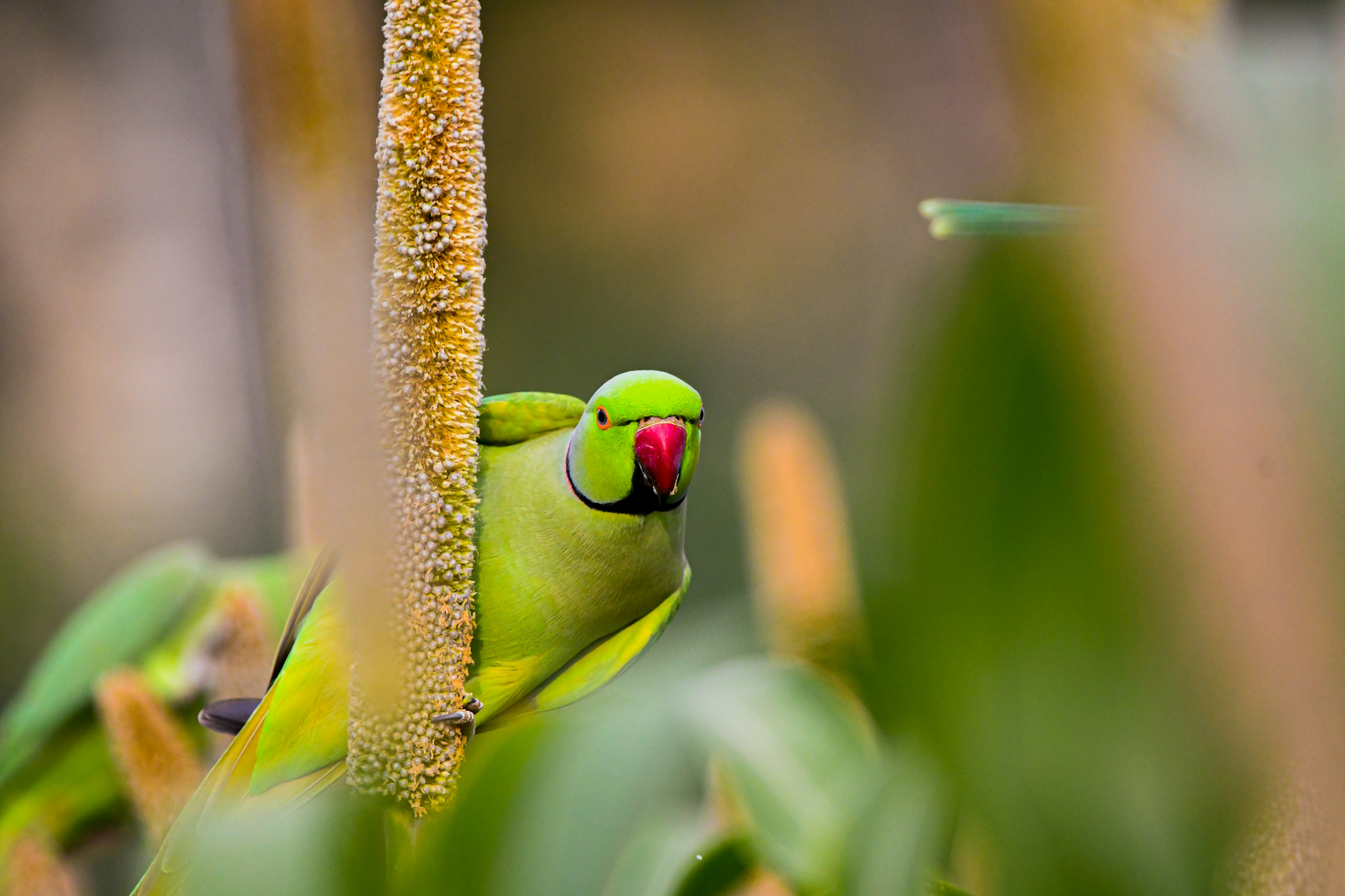 Close-up of a Green Parrot with Red Beak Amid Banana Plant