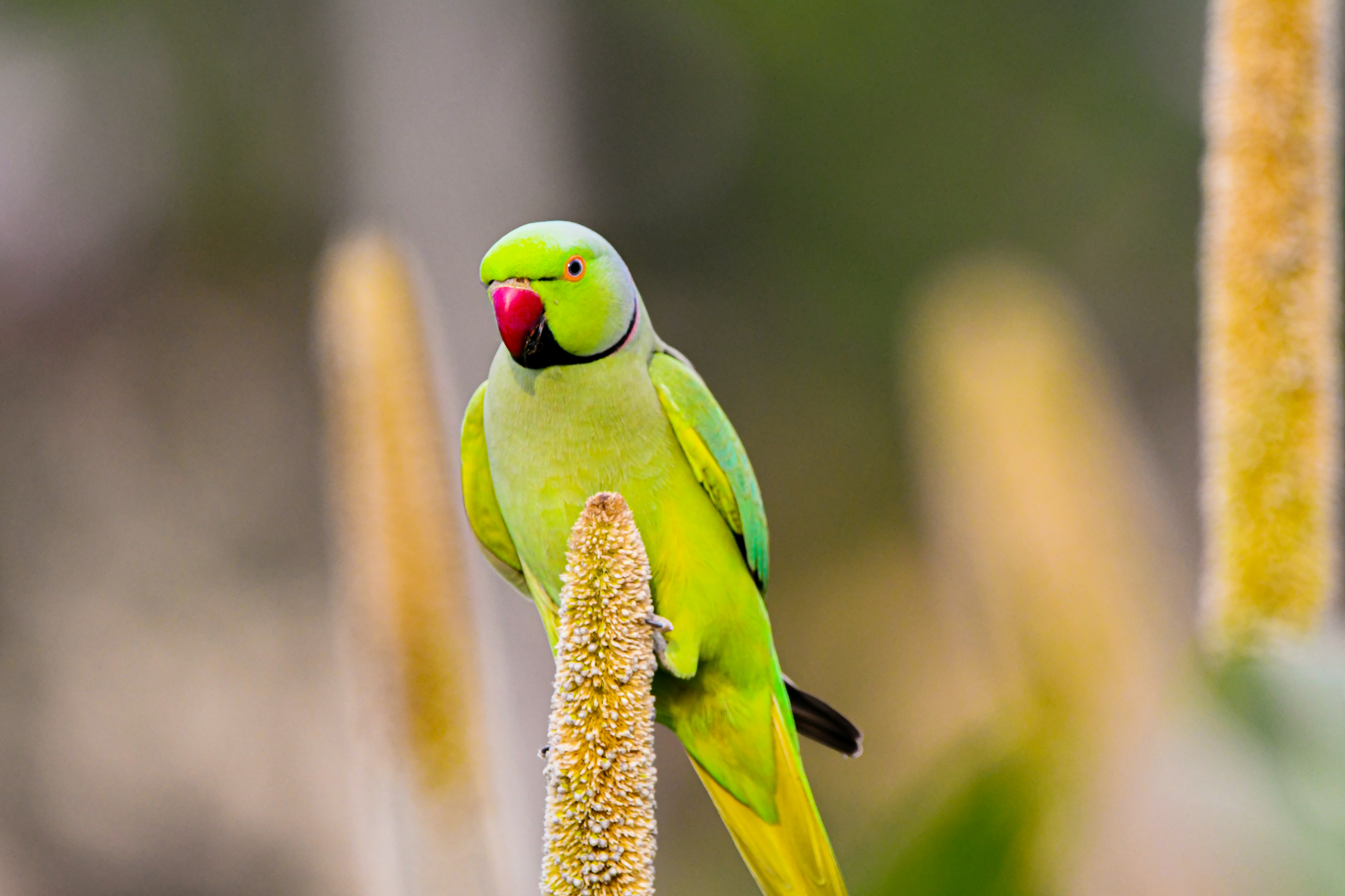 Vibrant green parakeet perched on a yellow flower spike, showcasing its striking red beak and expressive eyes.