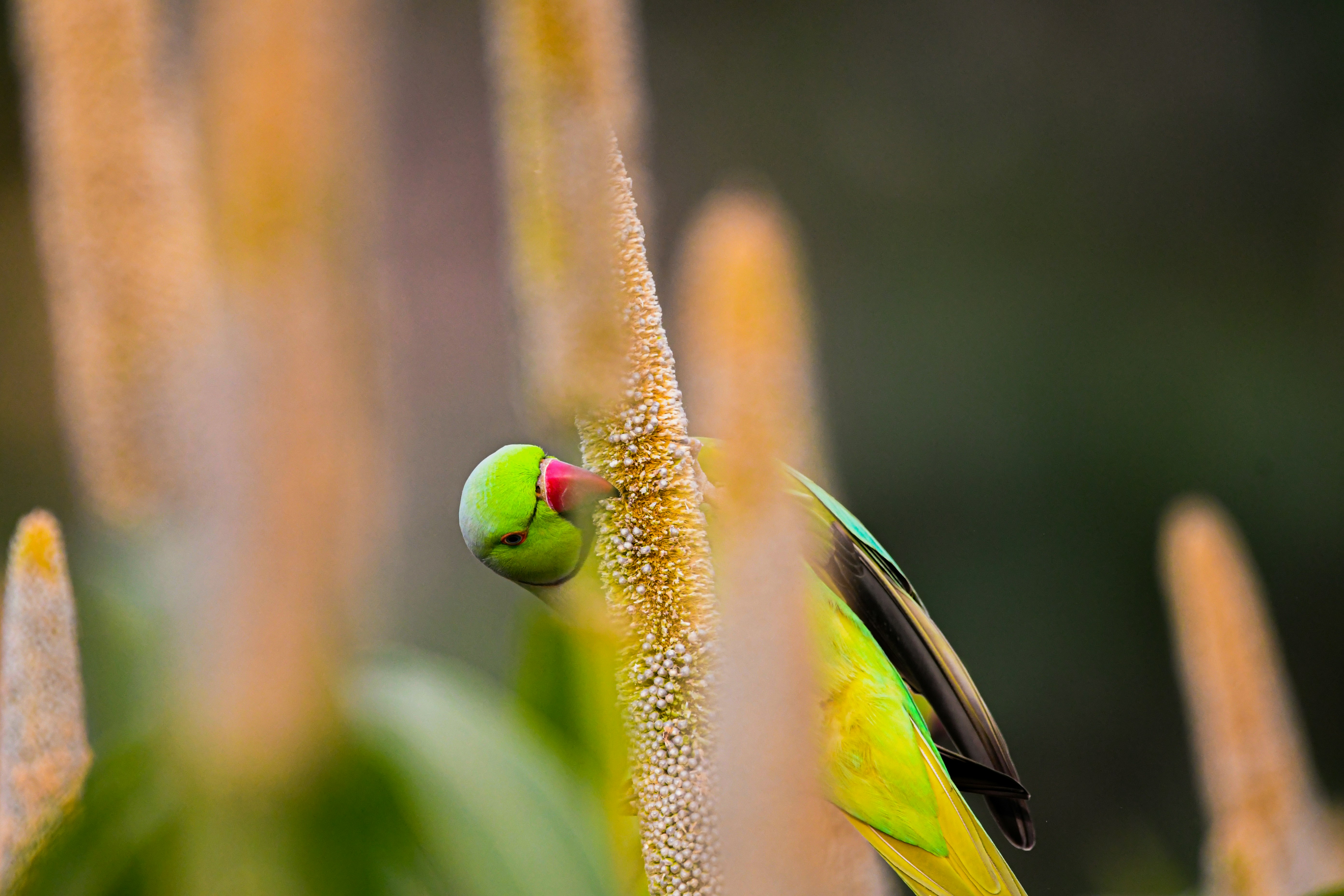 Peering Green Parrot Among Amber Pampas Plumes