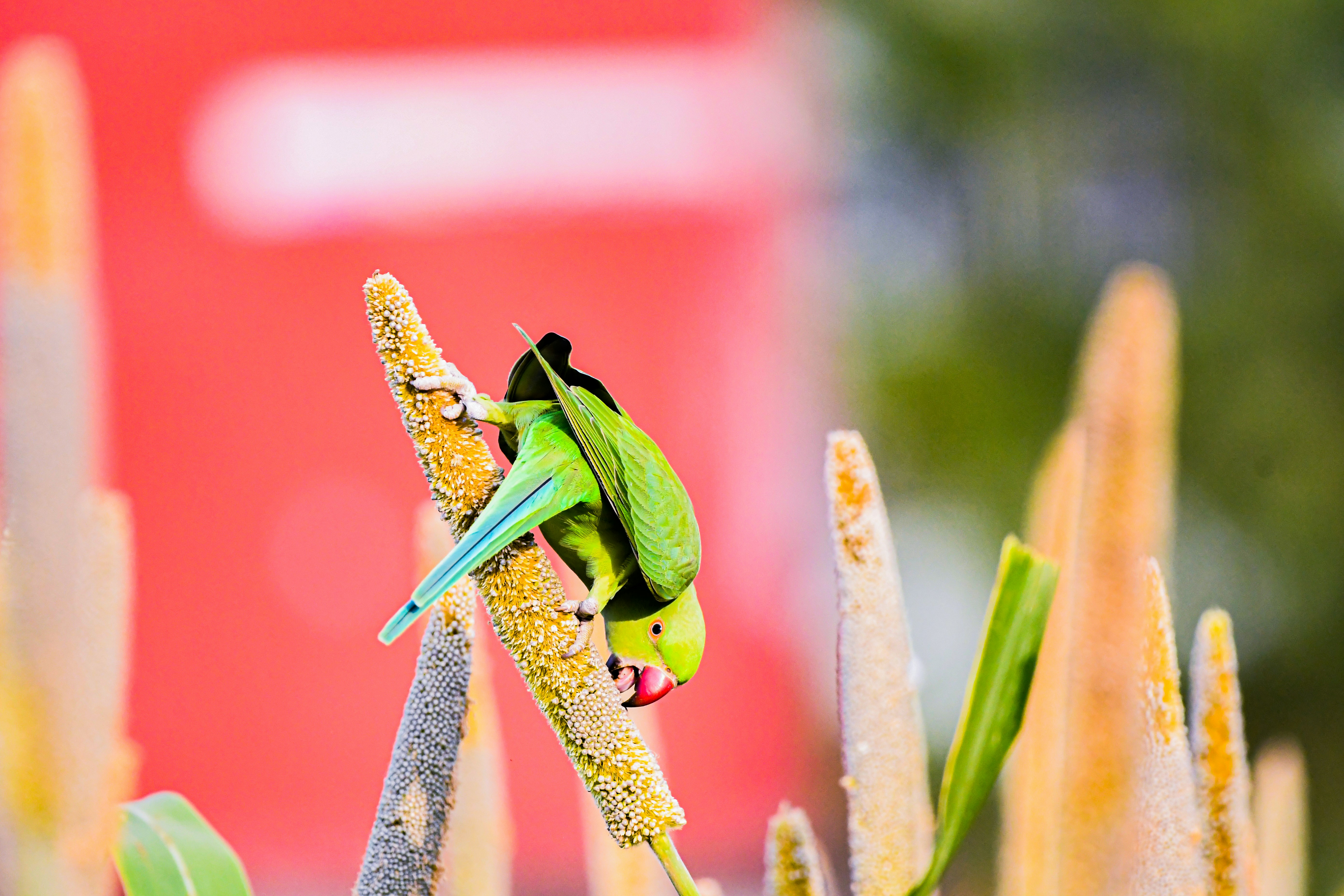 Emerald Perch: Green Butterfly on Sunlit Seed Heads