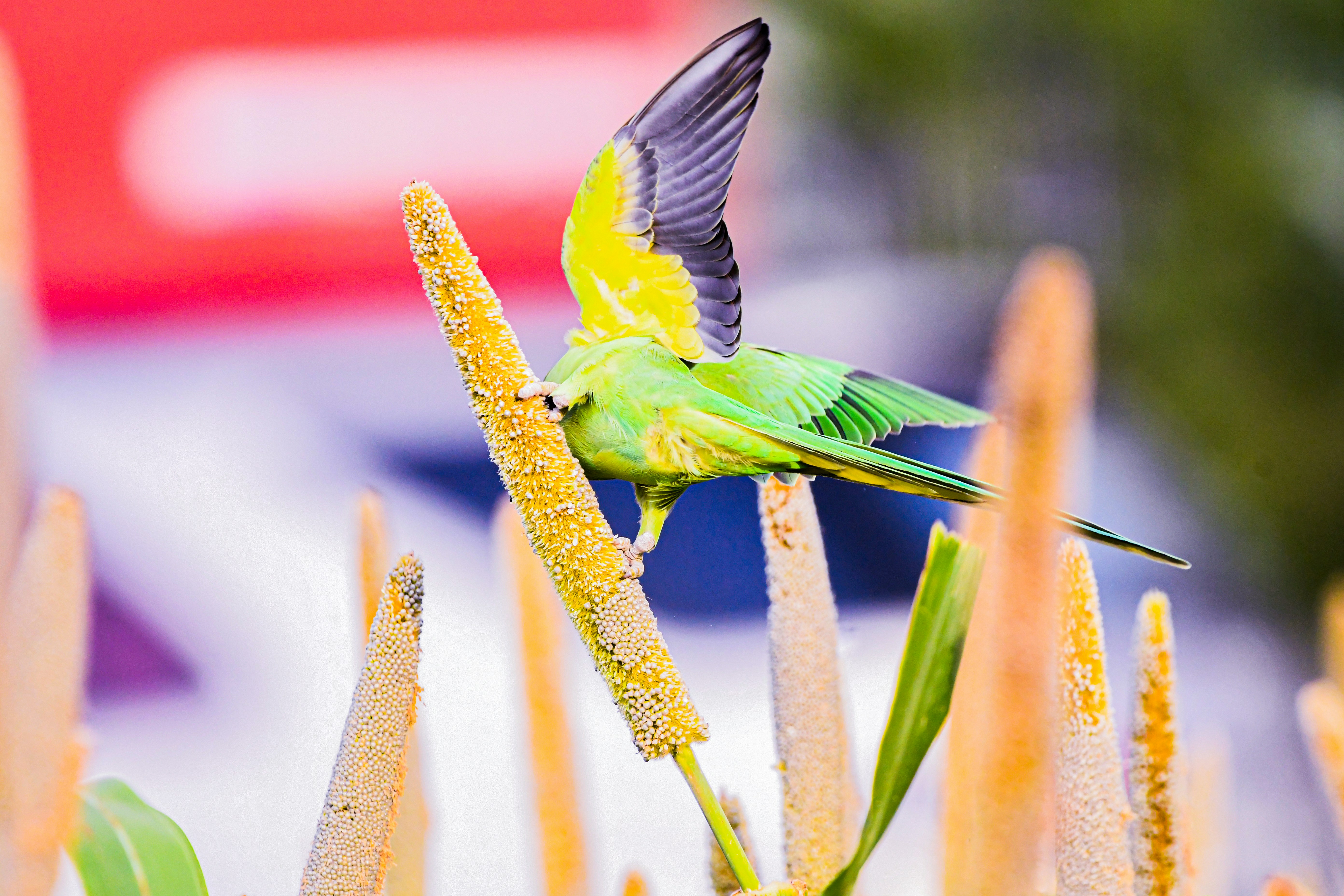 Emerald Parakeet Perches Among Golden Cattails in Soft Focus