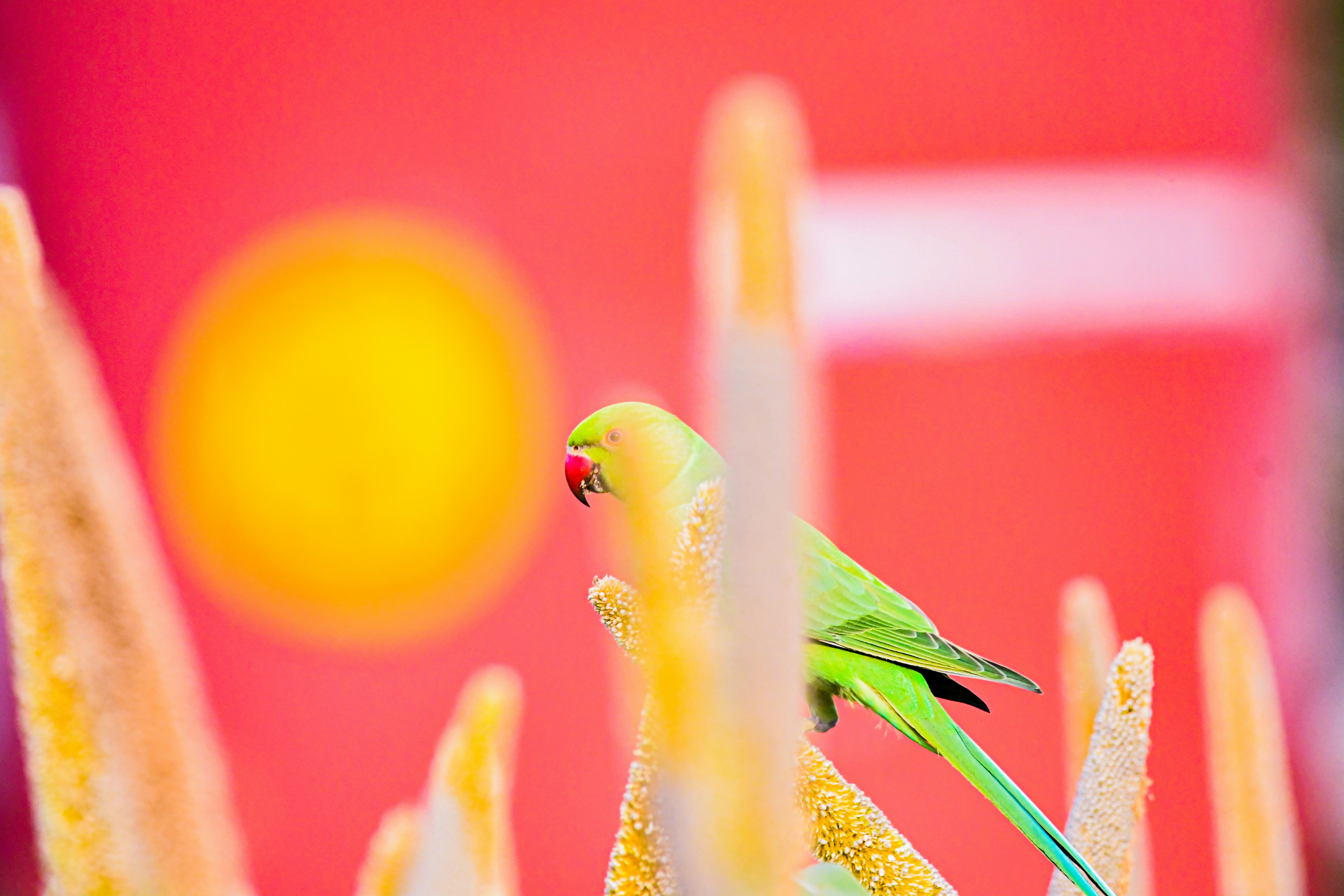 Emerald Intrigue: A Parrot's Moment