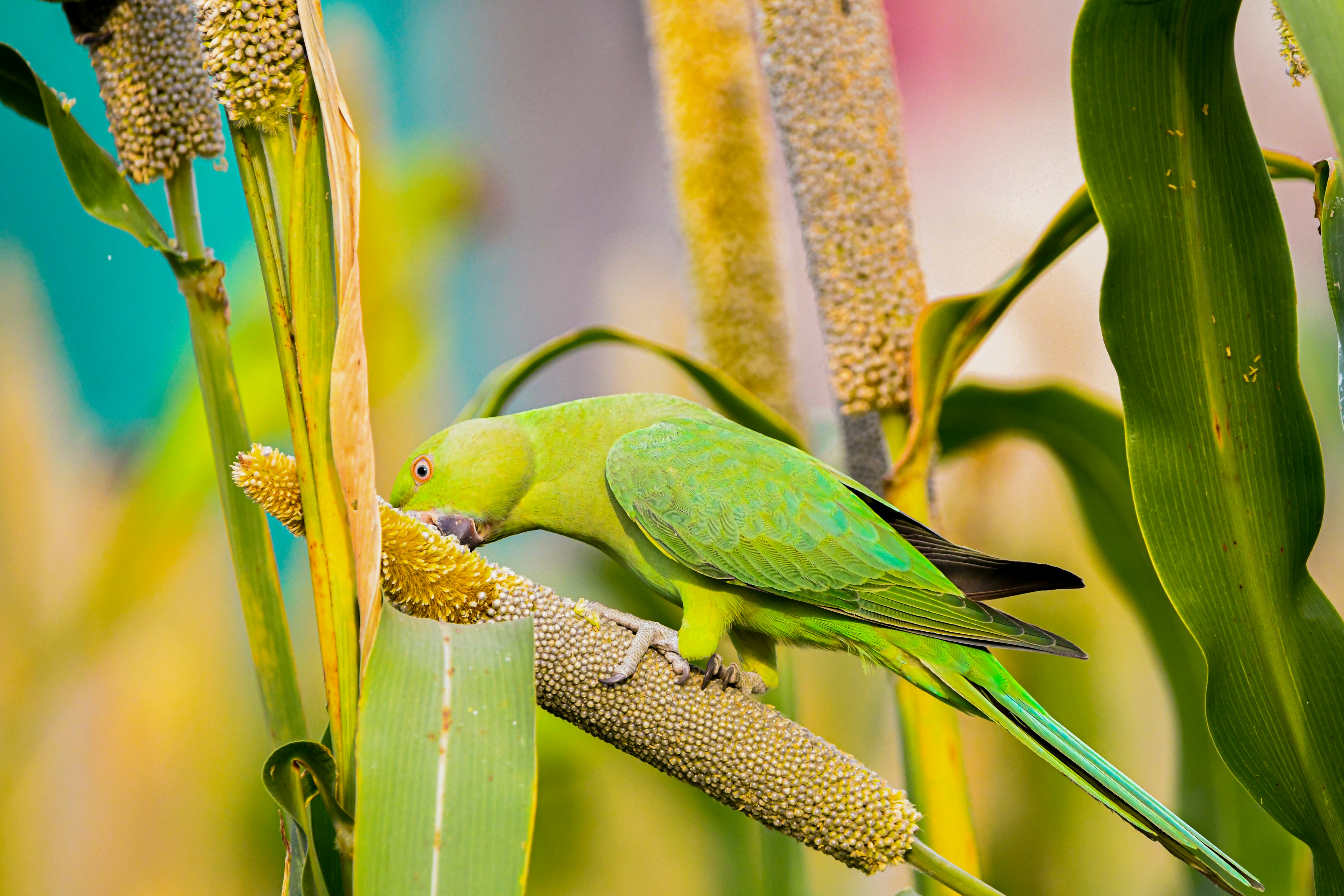 A green parrot eating seeds from a plant. photo – Free Wildlife Image ...