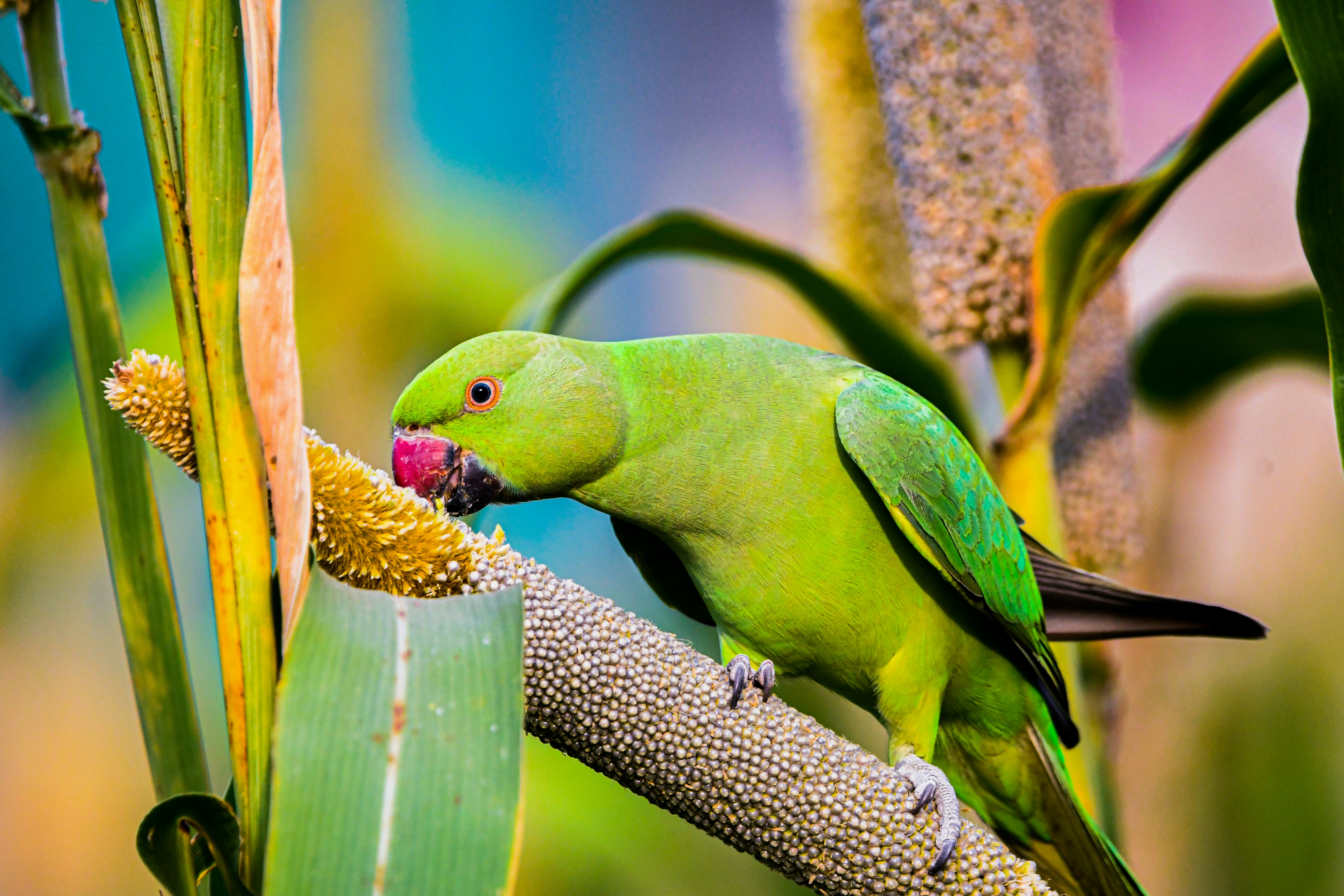 Emerald Parrot Feasting on a Cattail Seedhead Amid Bright Reeds