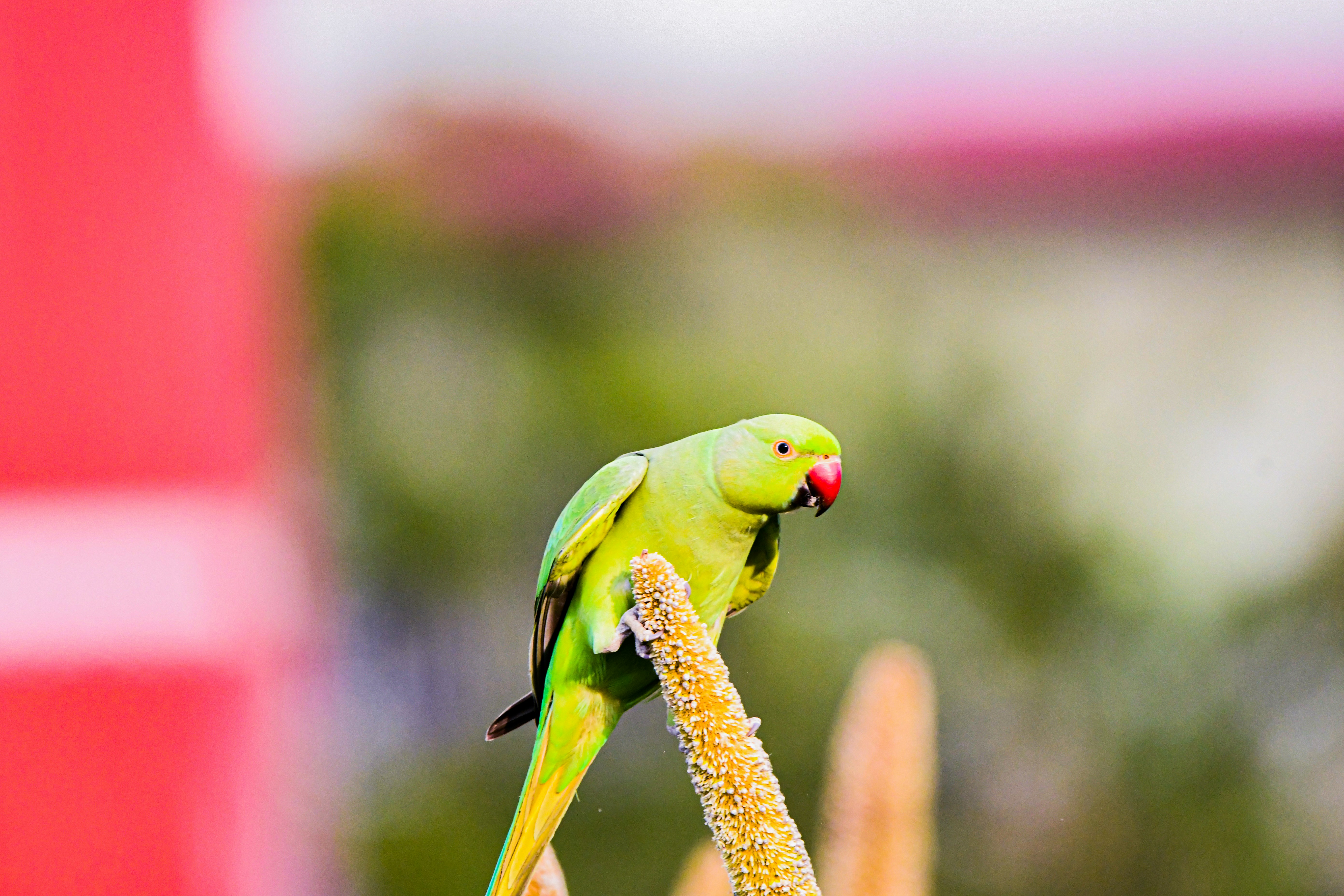 Vibrant green parrot perched on a flowering stalk, showcasing its bright plumage against a softly blurred background.