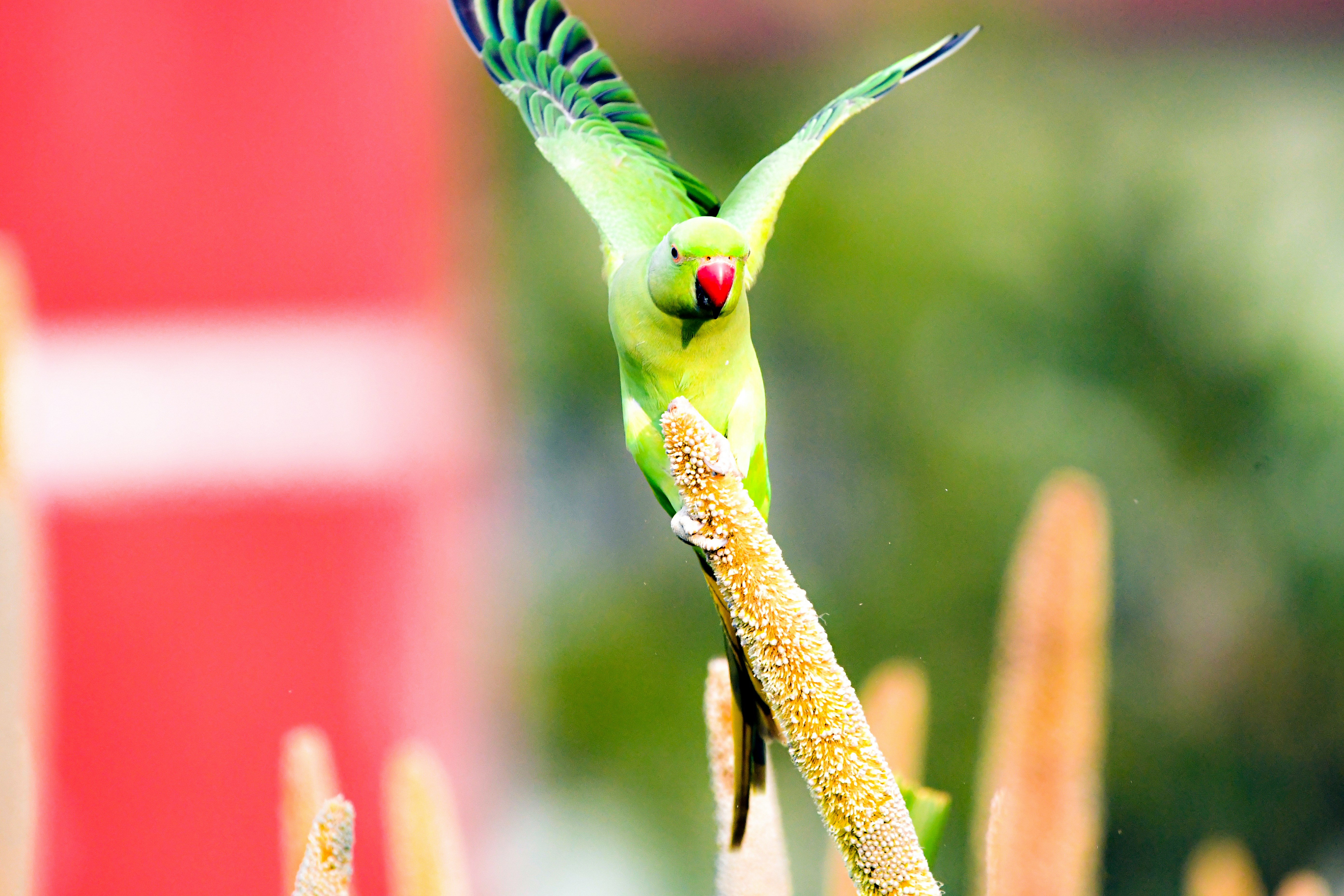 Emerald Talon: Green Parrot Perched with Outstretched Wings